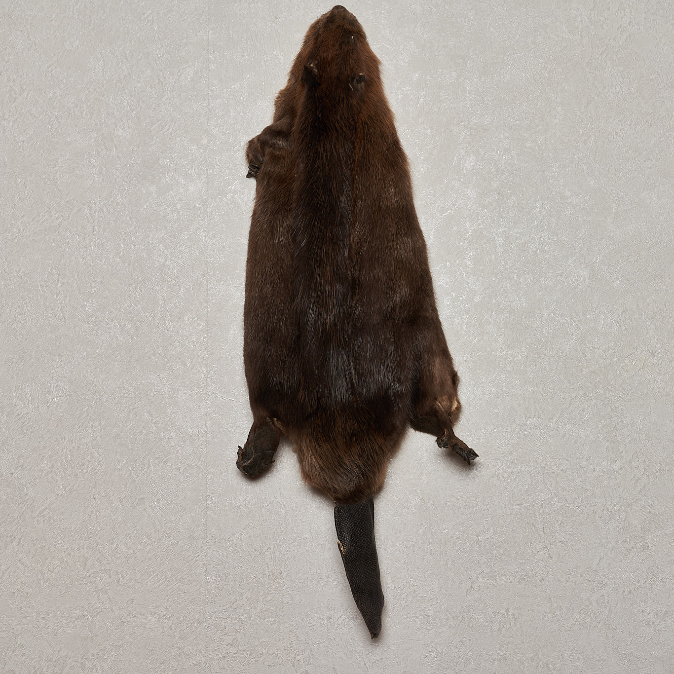 EURASIAN BEAVER TANNED FUR PELT - SKIN, HIDE FOR SALE - REAL, DECOR ...