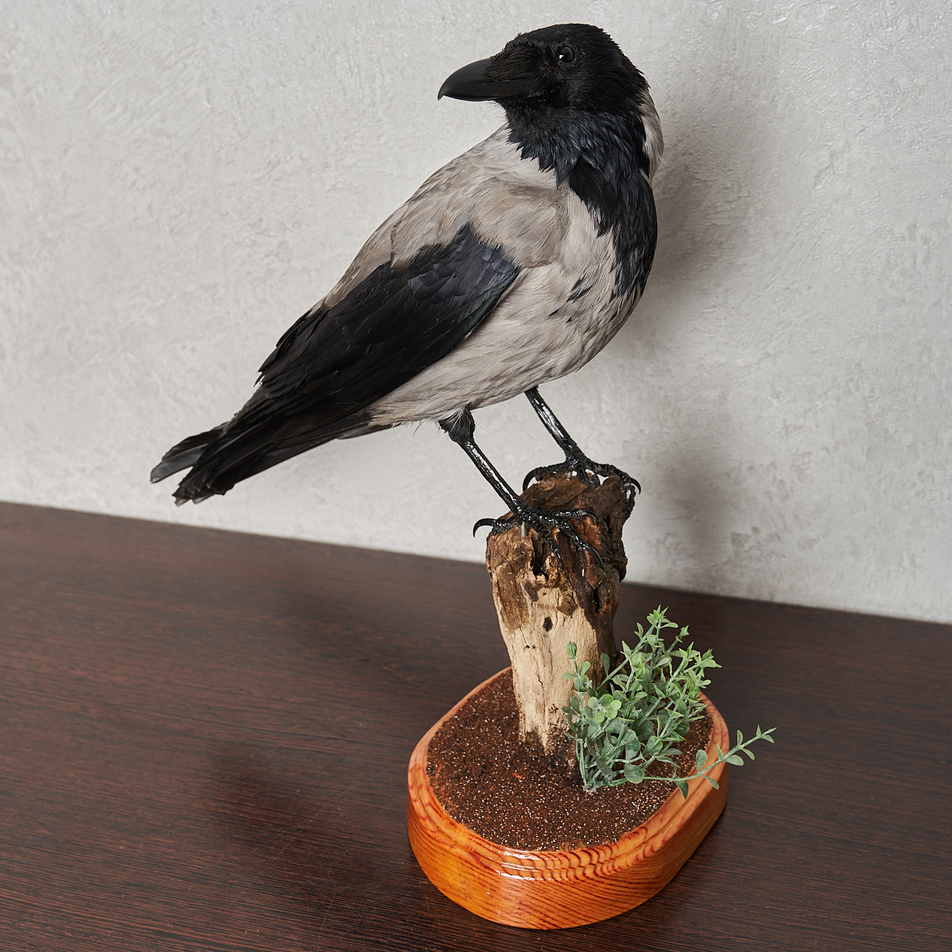 HOODED CROW TAXIDERMY BIRD MOUNT - GREY CROW MOUNTED, STUFFED BIRDS FOR ...