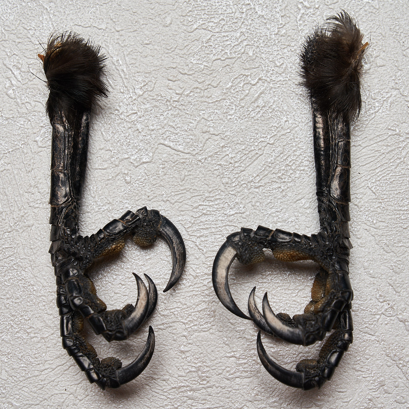 NORTHERN RAVEN TAXIDERMY BIRD FEET PAIR - NOT CROW TAXIDERMY BIRD LEGS ...
