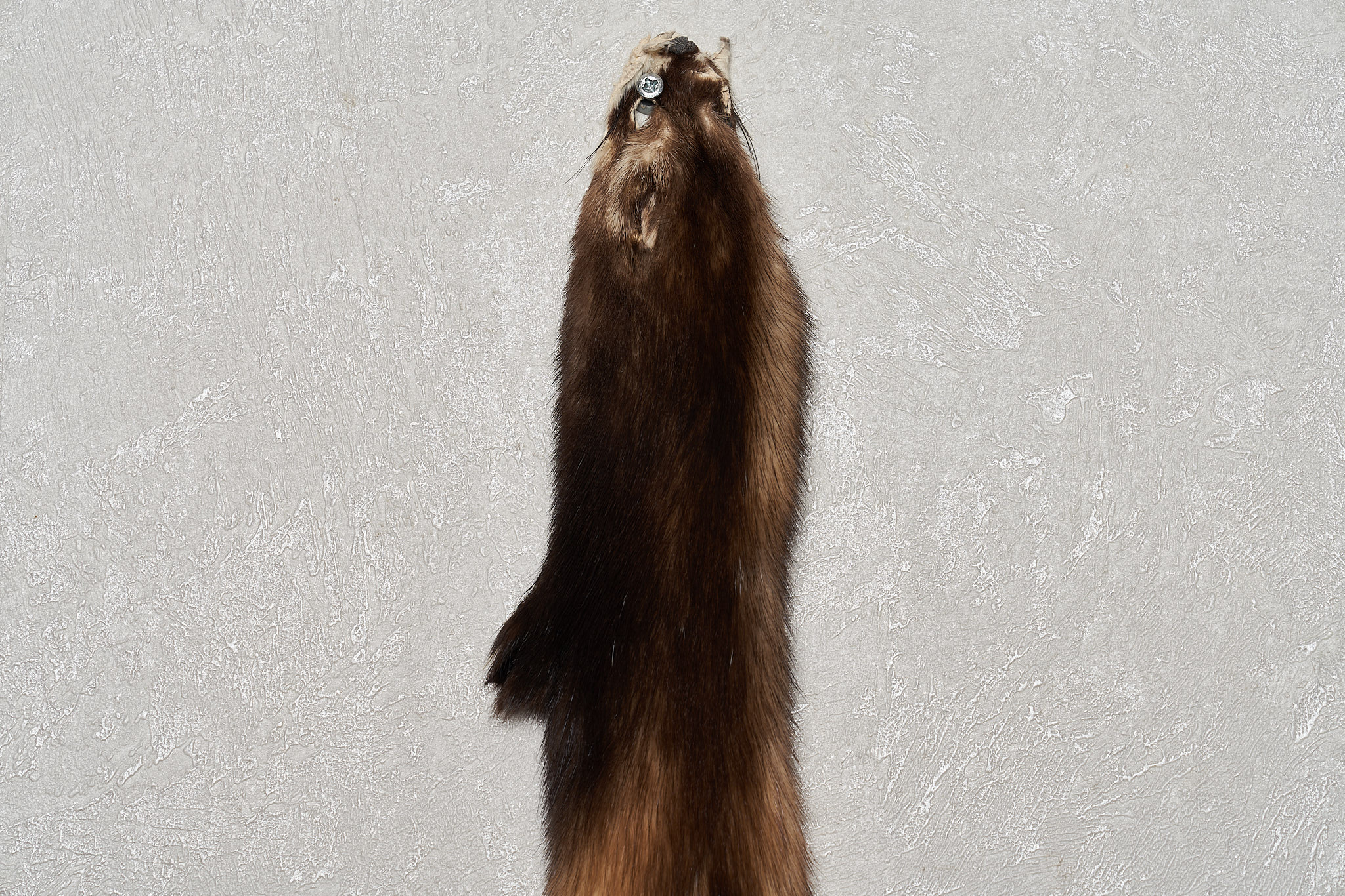 EUROPEAN POLECAT TANNED FUR PELT - FERRET, WEASEL SKIN, HIDE FOR SALE ...