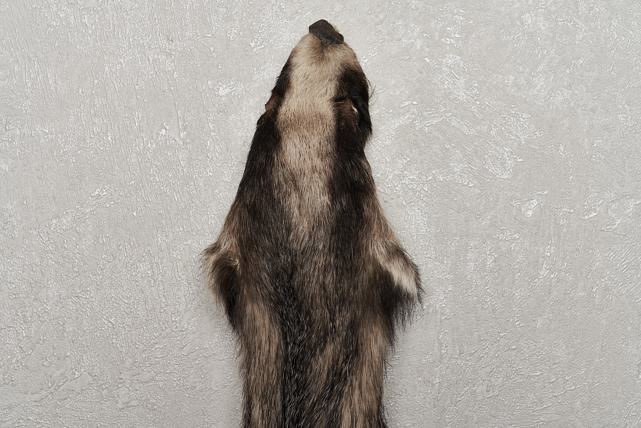 EURASIAN BADGER TAXIDERMY TANNED FUR PELT - SKIN, HIDE FOR SALE - REAL ...