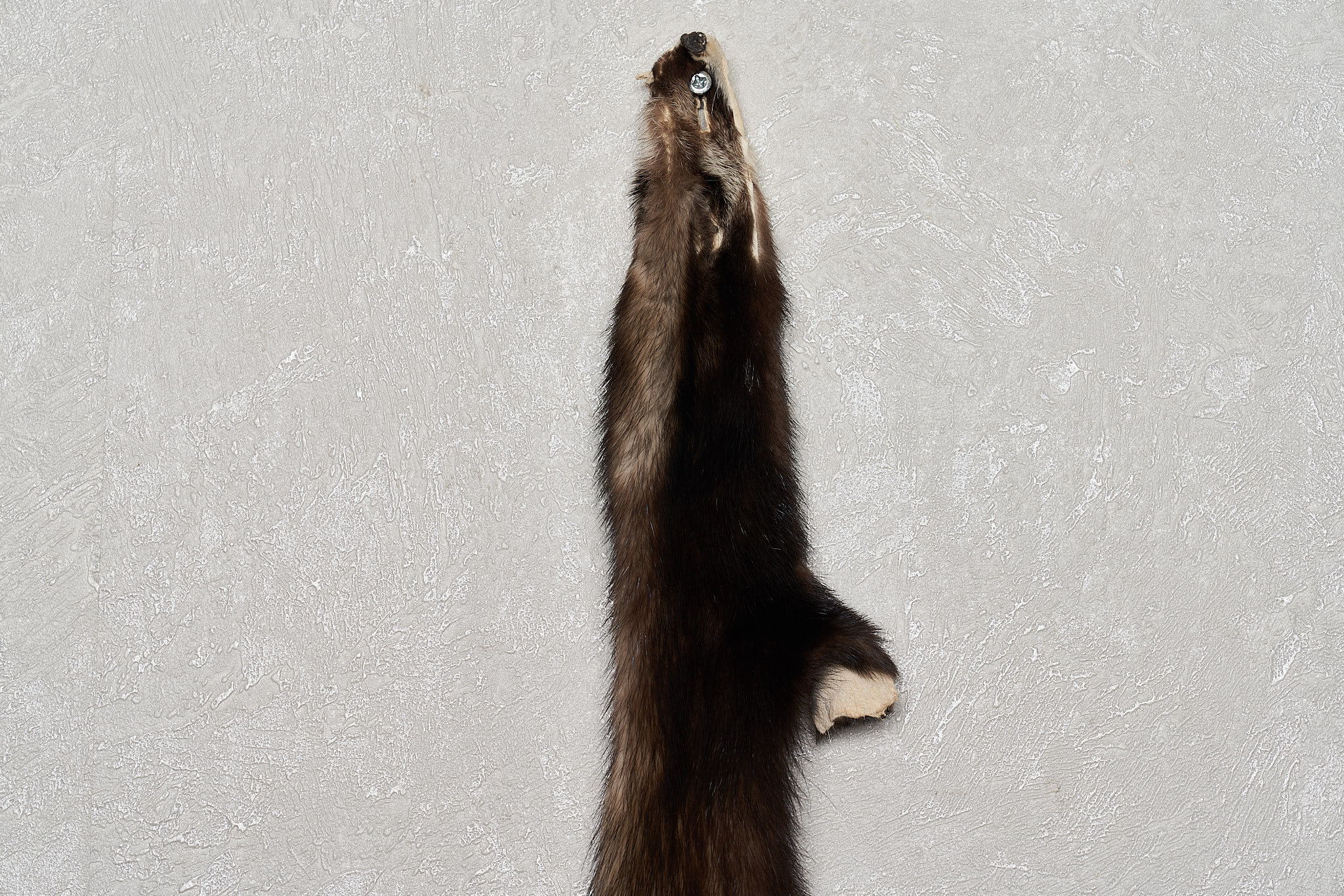EUROPEAN POLECAT TANNED FUR PELT - FERRET, WEASEL SKIN, HIDE FOR SALE ...