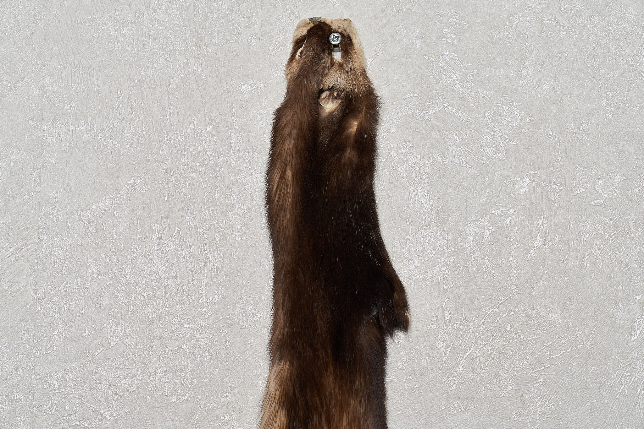 EUROPEAN POLECAT TANNED FUR PELT - FERRET, WEASEL SKIN, HIDE FOR SALE ...