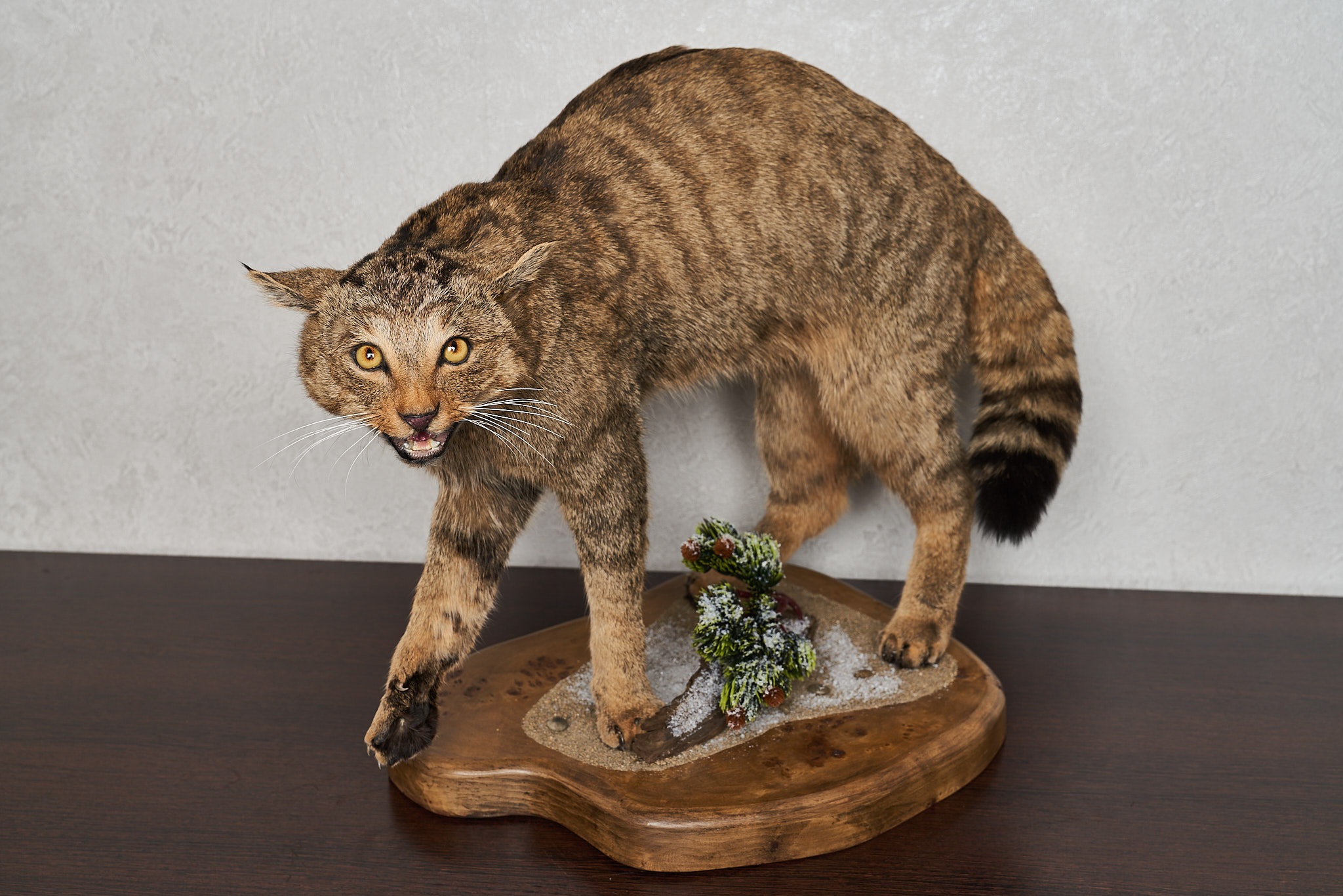 WILDCAT TAXIDERMY MOUNT - LIKE BOBCAT MOUNTED, STUFFED ANIMALS FOR SALE ...