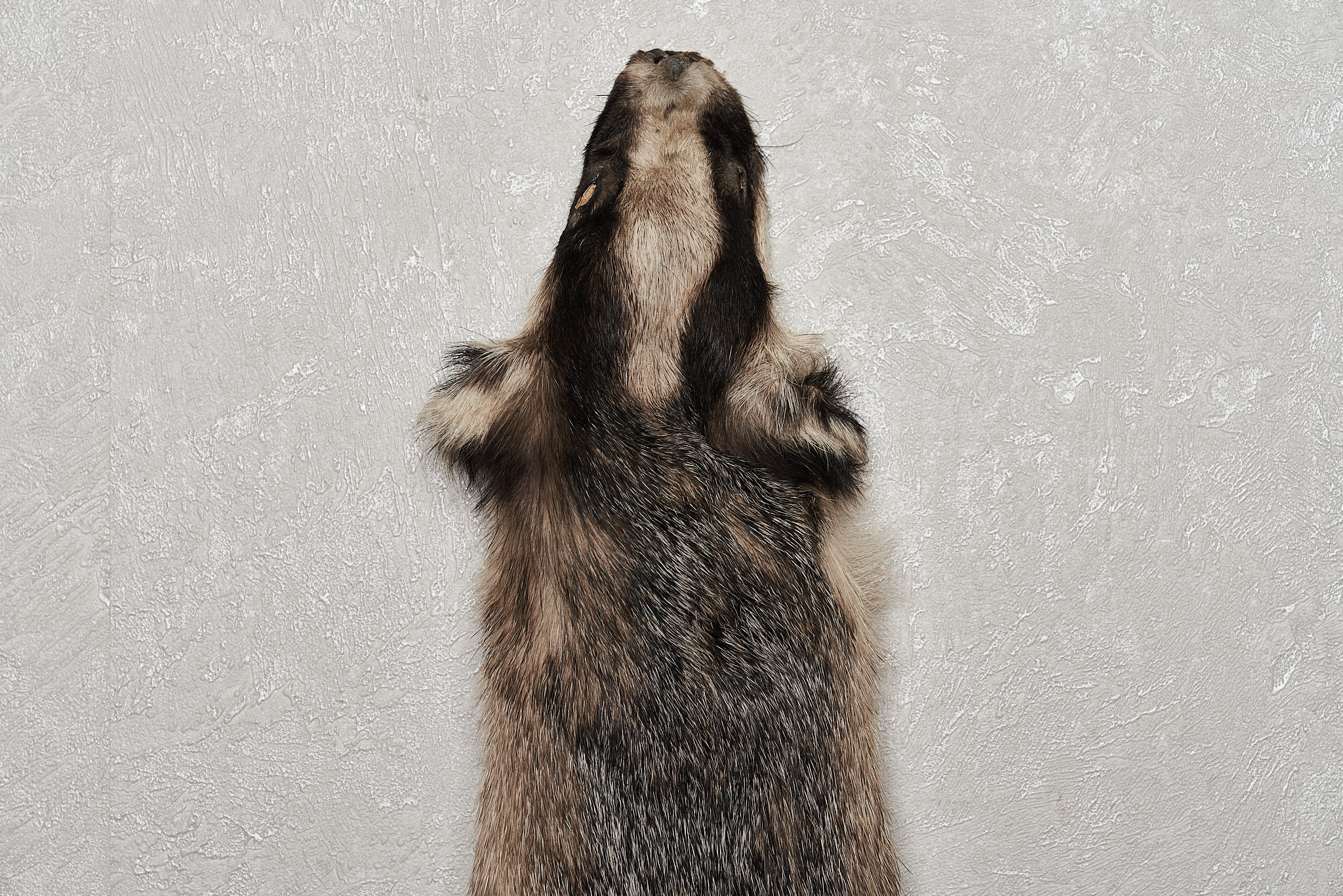 EURASIAN BADGER TANNED FUR PELT - SKIN, HIDE FOR SALE - REAL, DECOR ...