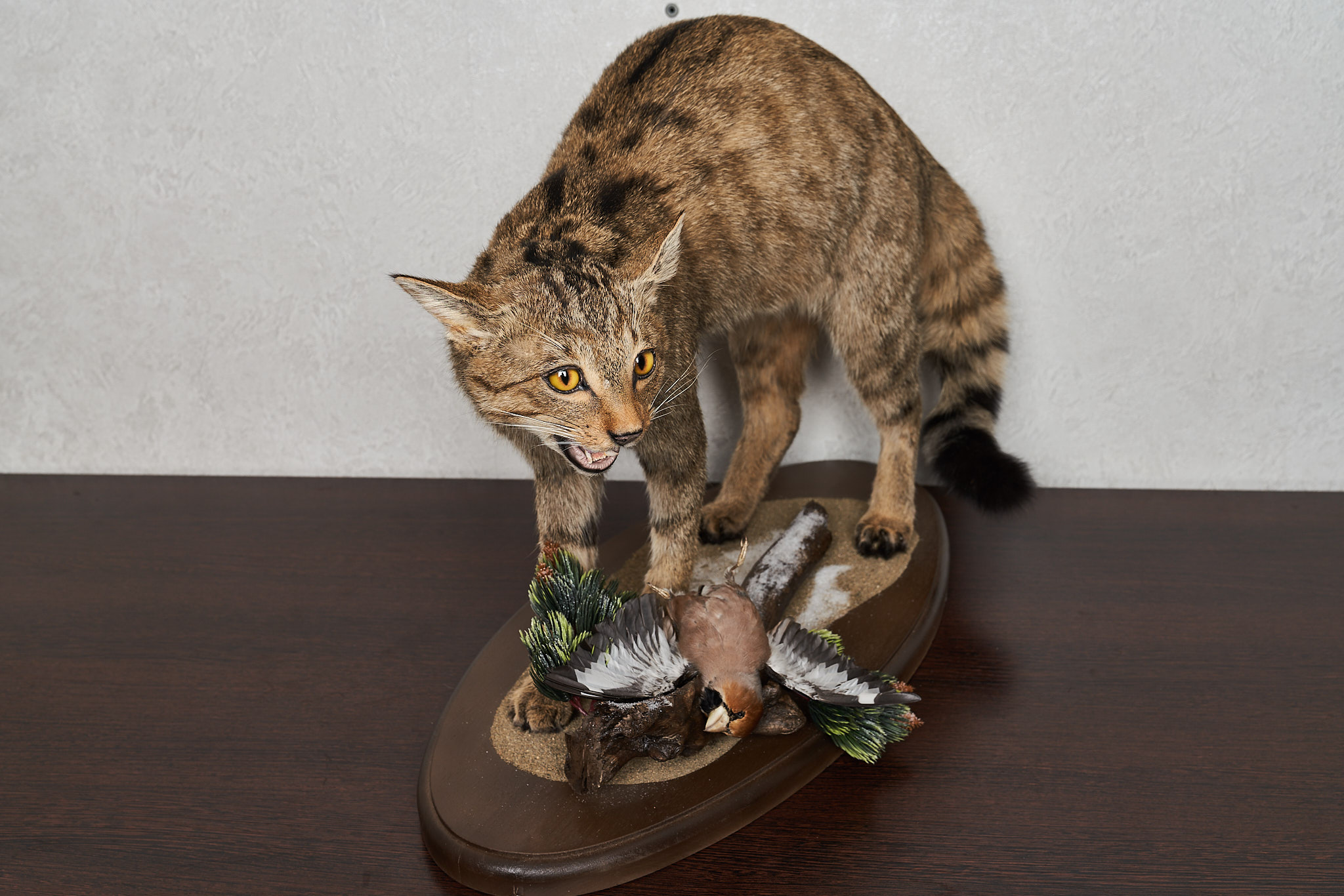 WILDCAT TAXIDERMY MOUNT - LIKE BOBCAT MOUNTED, STUFFED ANIMALS FOR SALE ...