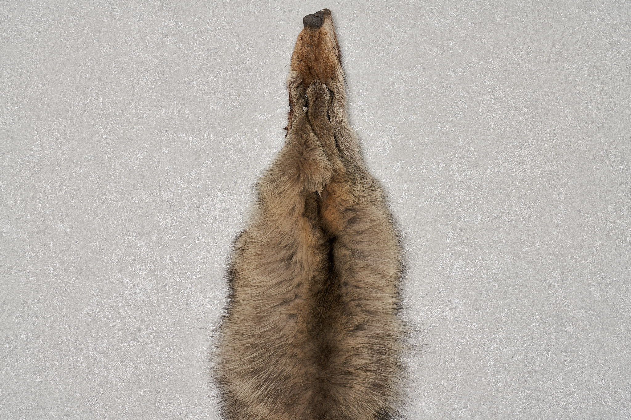 SIBERIAN GRAY WOLF TANNED FUR PELT - GREY WOLF SKIN, HIDE FOR SALE ...