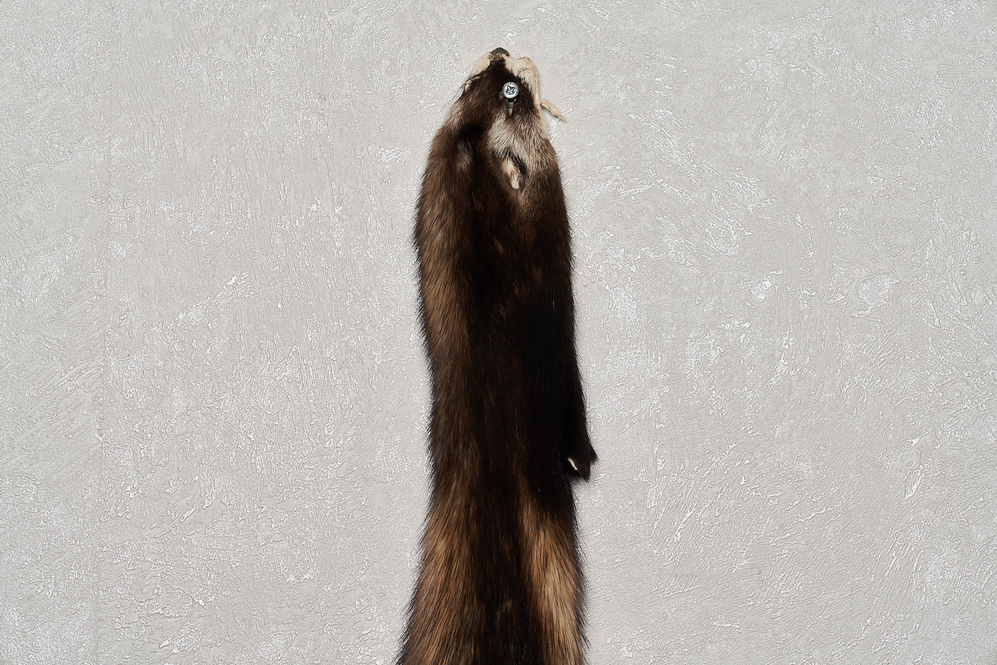 EUROPEAN POLECAT TANNED FUR PELT - FERRET, WEASEL SKIN, HIDE FOR SALE ...