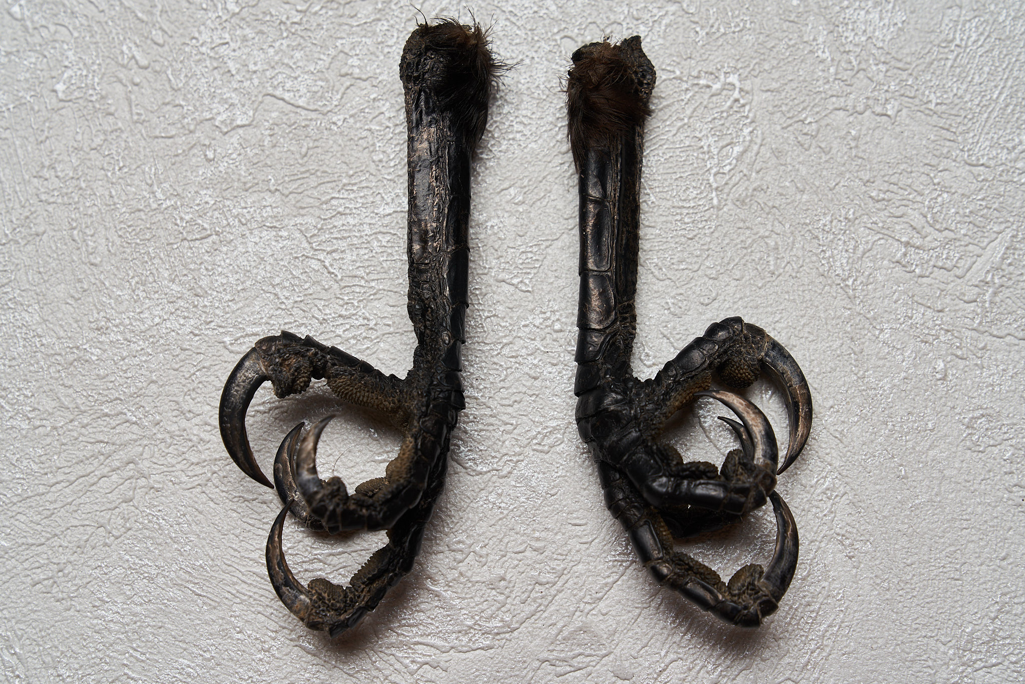NORTHERN RAVEN TAXIDERMY BIRD FEET PAIR - NOT CROW TAXIDERMY BIRD LEGS ...