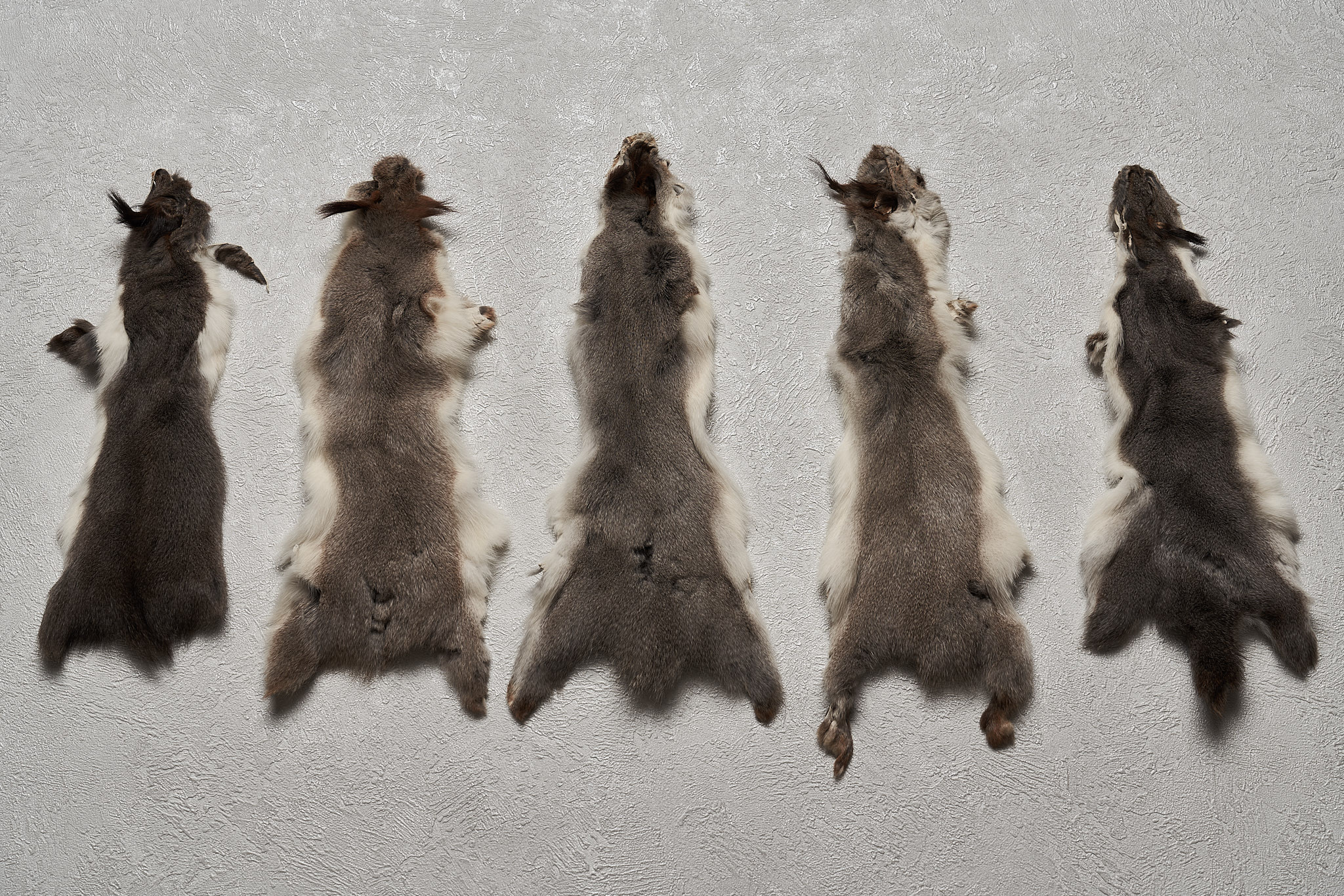 GRAY SQUIRREL LOT OF 5 TANNED FUR PELTS - GREY SQUIRREL SKIN, HIDE FOR ...