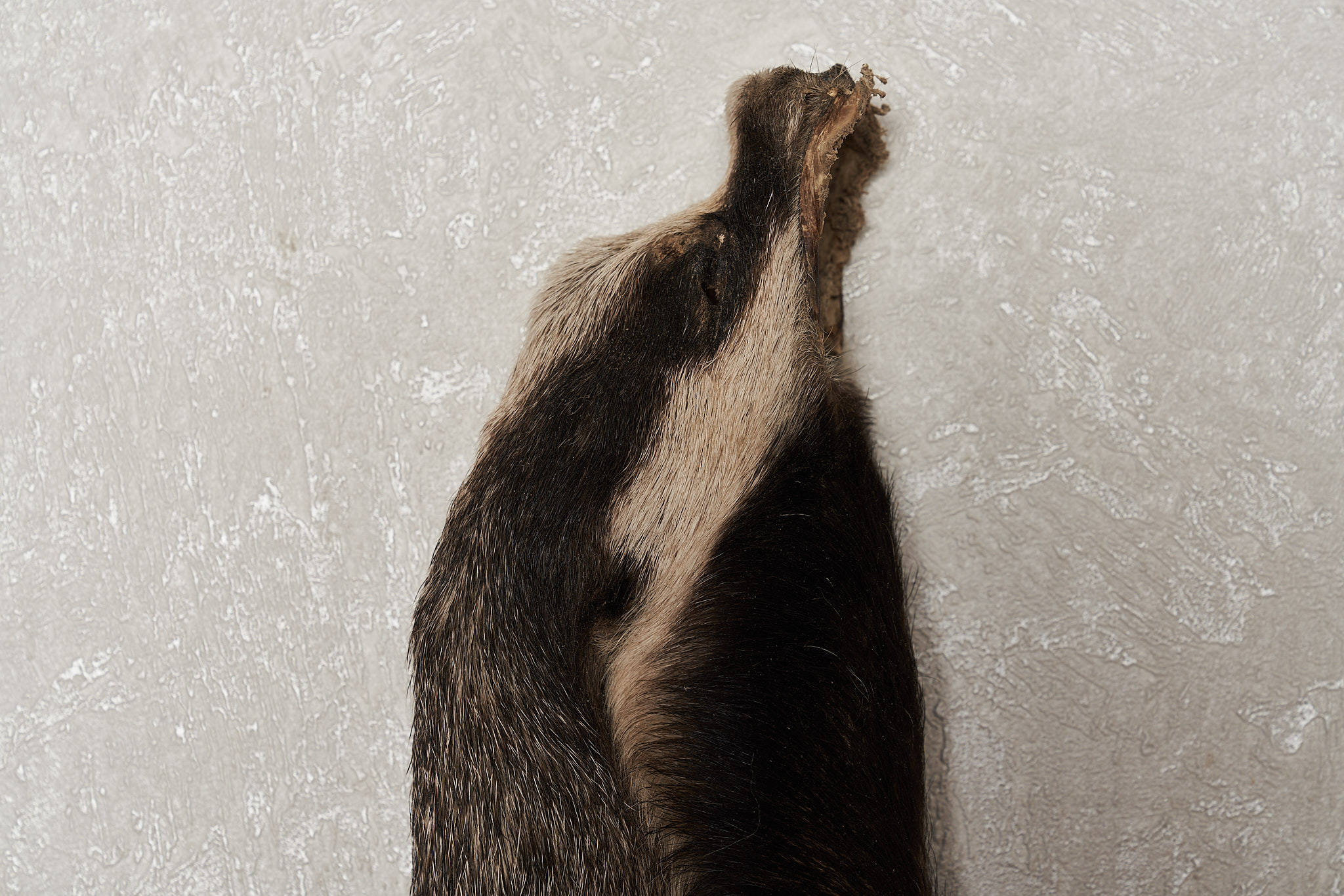 EURASIAN BADGER TAXIDERMY TANNED FUR PELT - SKIN, HIDE FOR SALE - REAL ...
