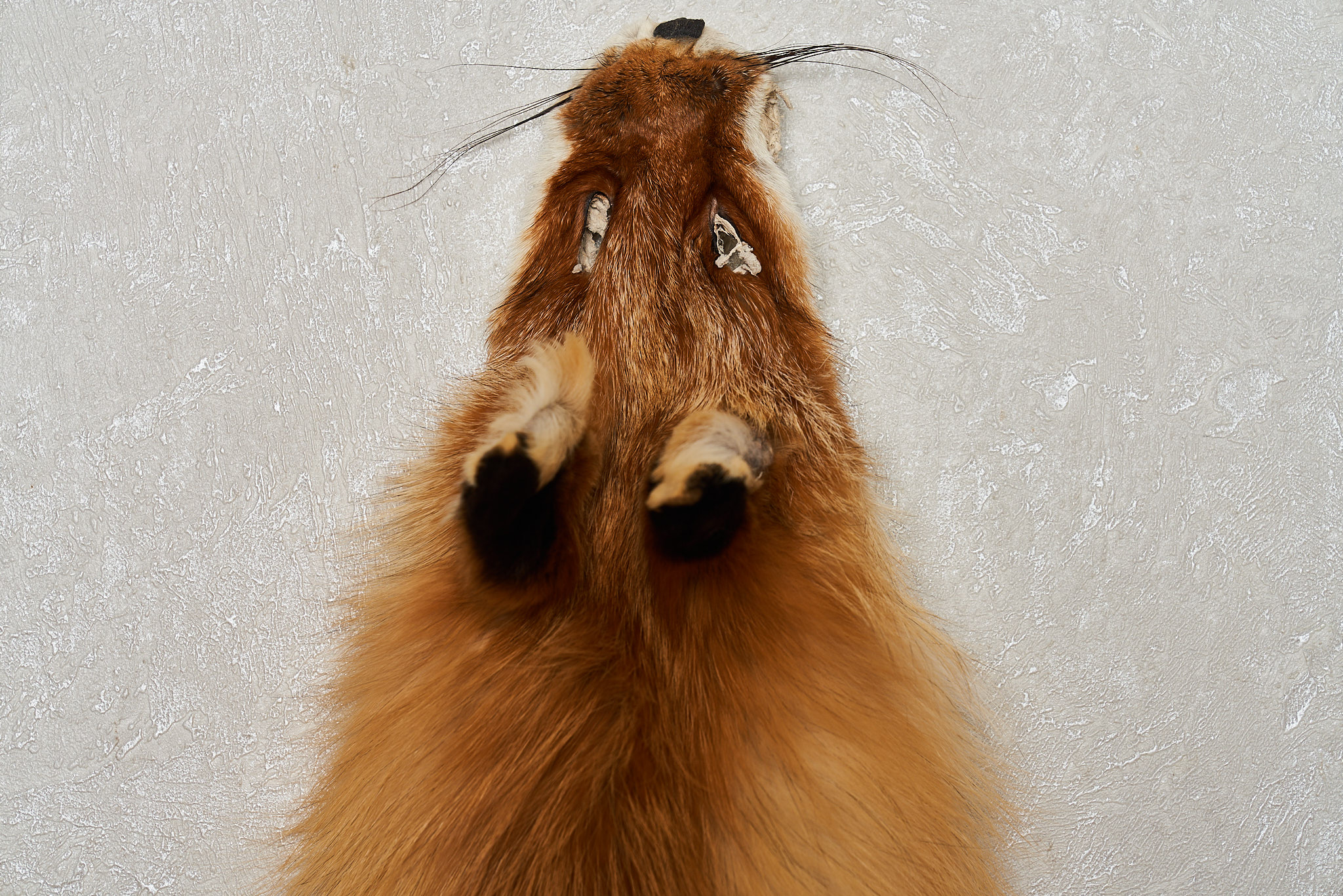 Siberian Red Fox Taxidermy Tanned Fur Pelt Skin Hide For Sale Real 2777