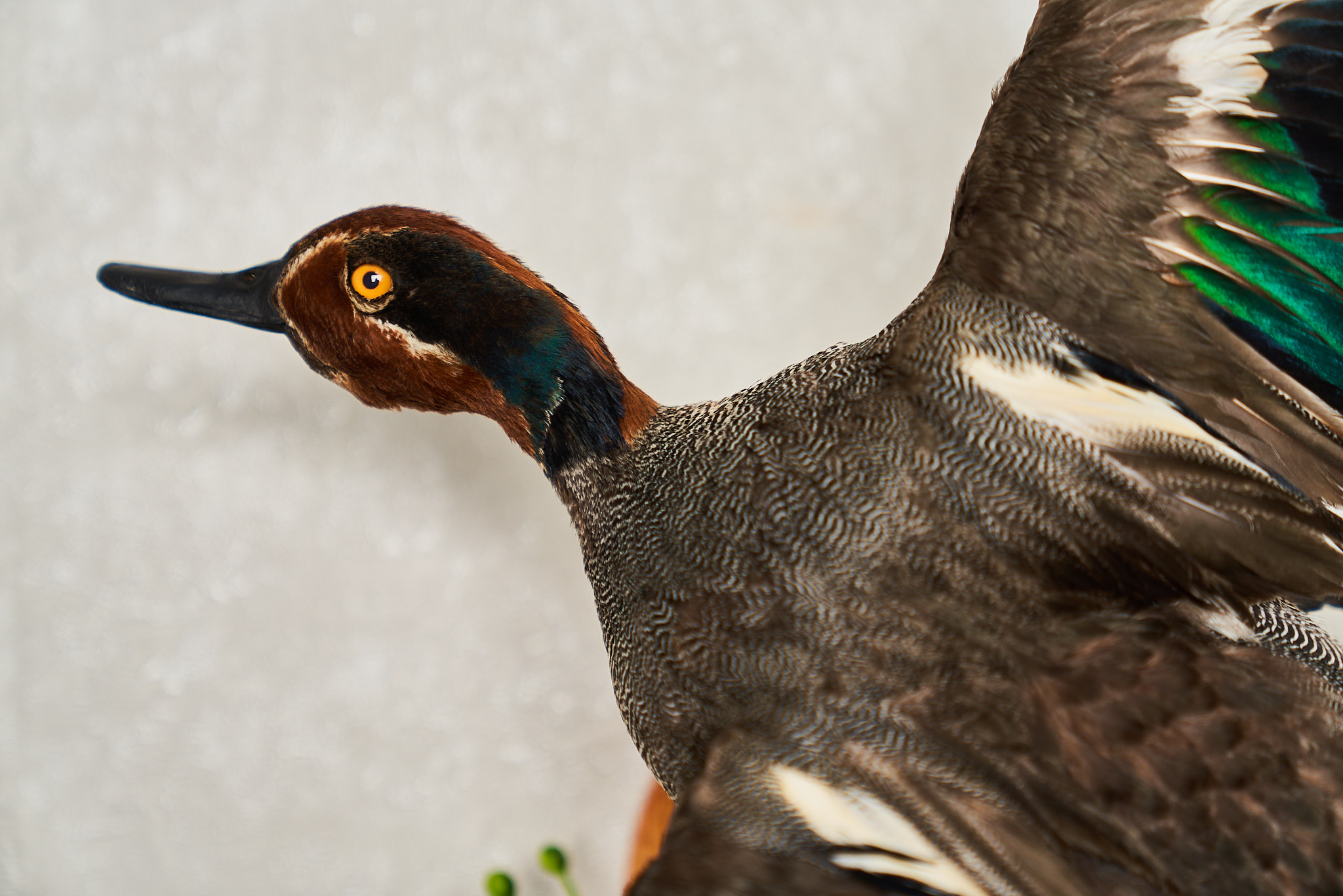 GARGANEY DUCK TAXIDERMY BIRD MOUNT - DUCK, WATERFOWL MOUNTED, STUFFED ...