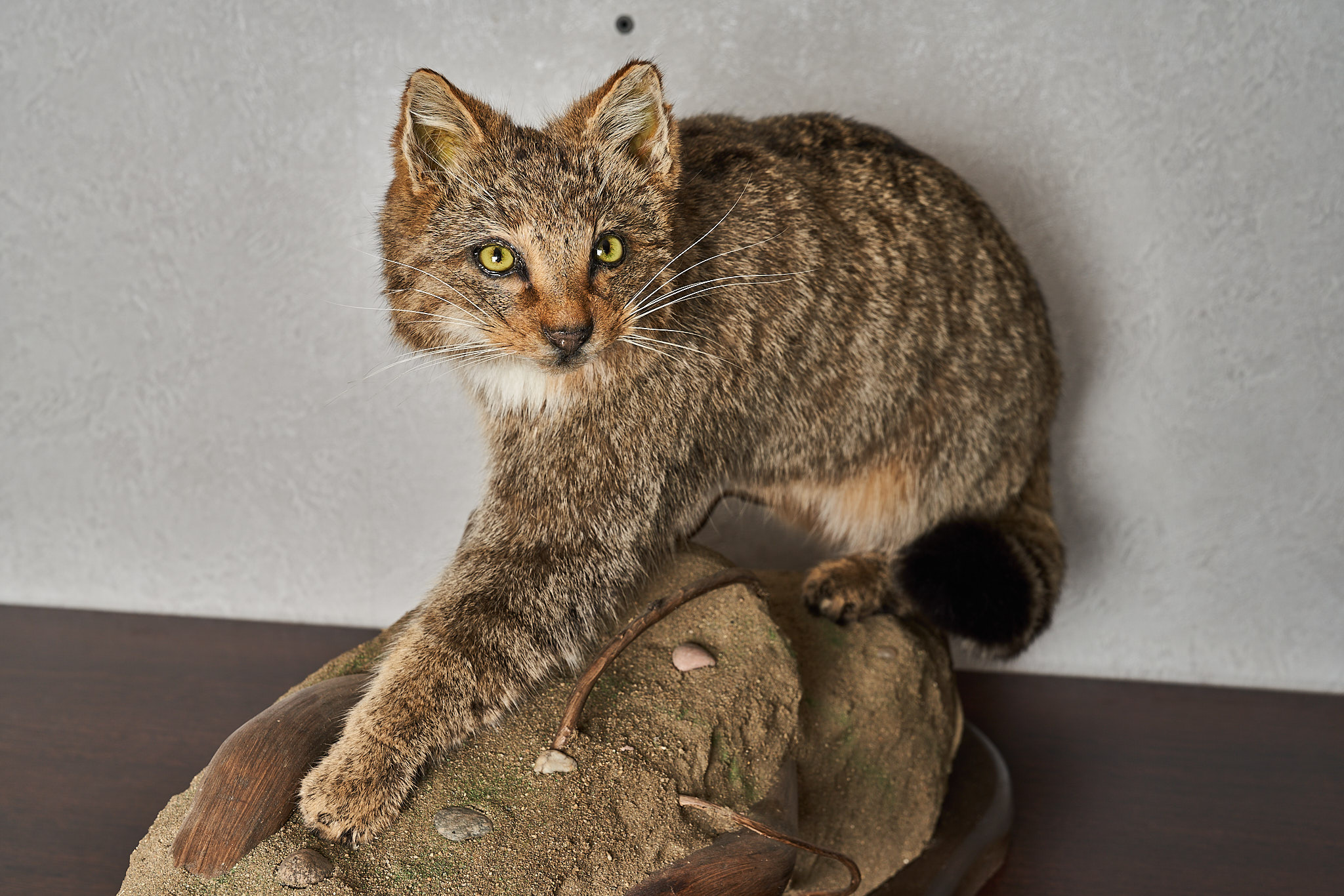 WILDCAT TAXIDERMY MOUNT - LIKE BOBCAT MOUNTED, STUFFED ANIMALS FOR SALE ...