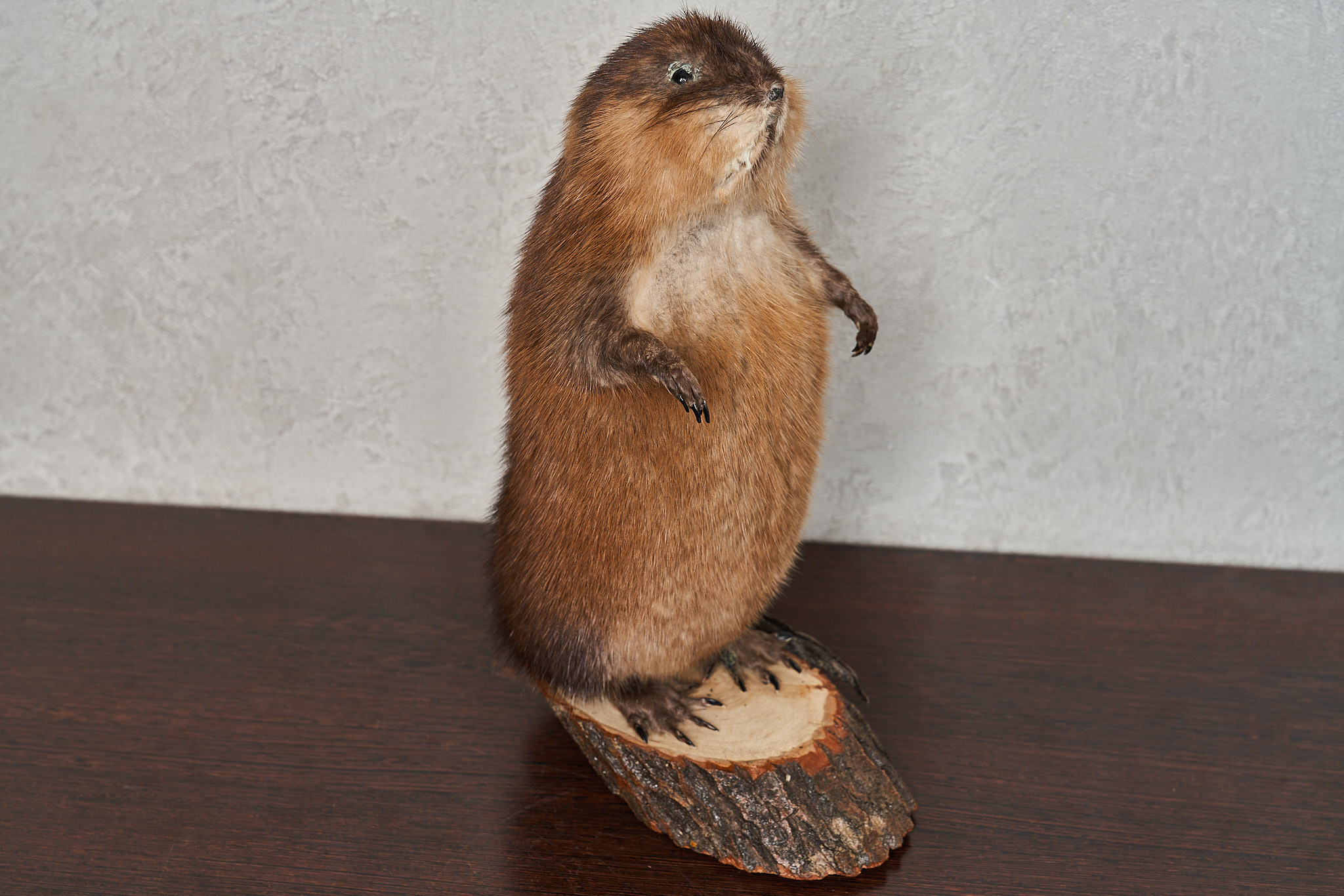 SMALL BEAVER TAXIDERMY MOUNT - MOUNTED, STUFFED ANIMALS FOR SALE - REAL ...