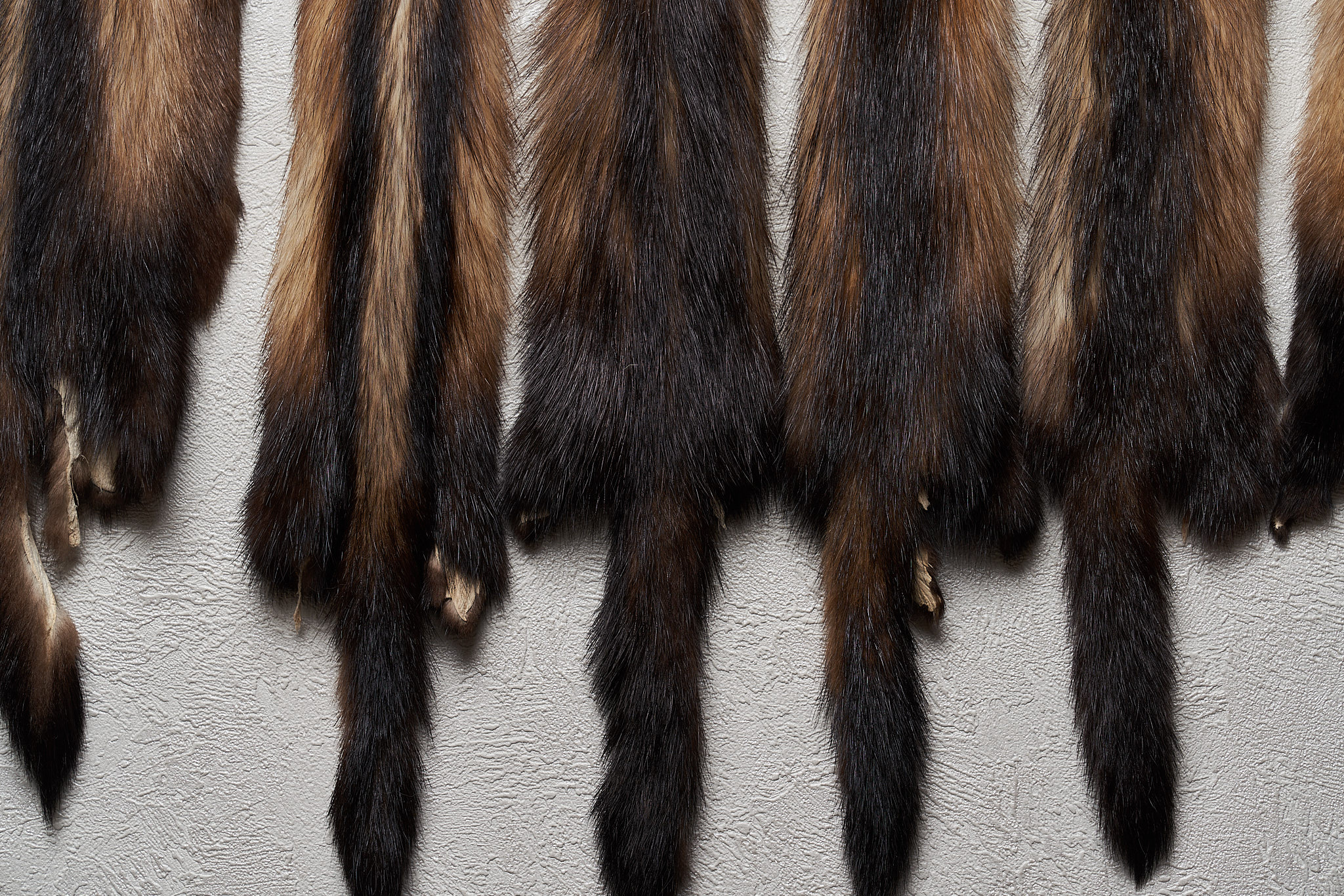 EUROPEAN POLECAT LOT OF 6 TANNED FUR PELTS - FERRET, WEASEL SKIN, HIDE ...