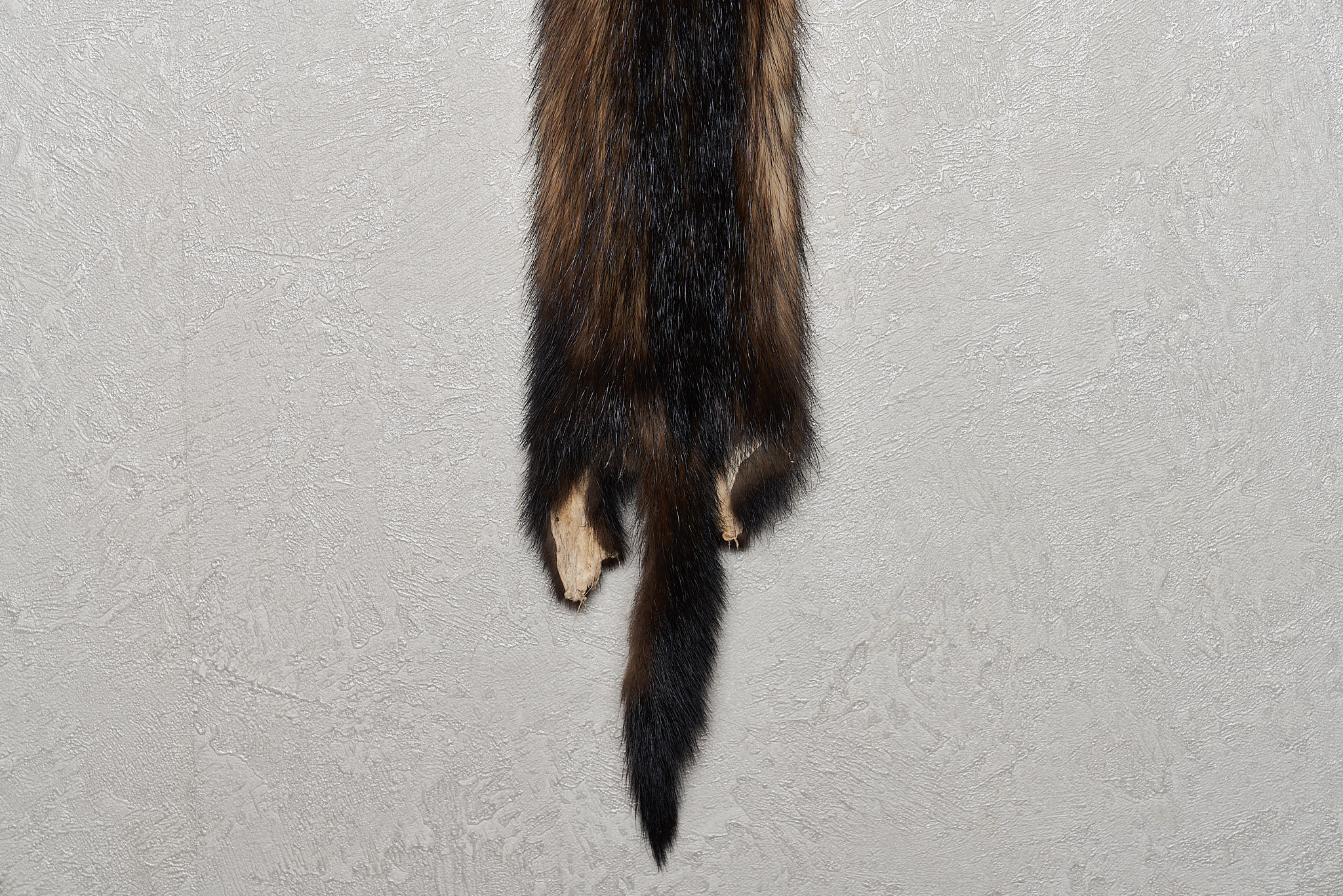 EUROPEAN POLECAT TANNED FUR PELT - FERRET, WEASEL SKIN, HIDE FOR SALE ...