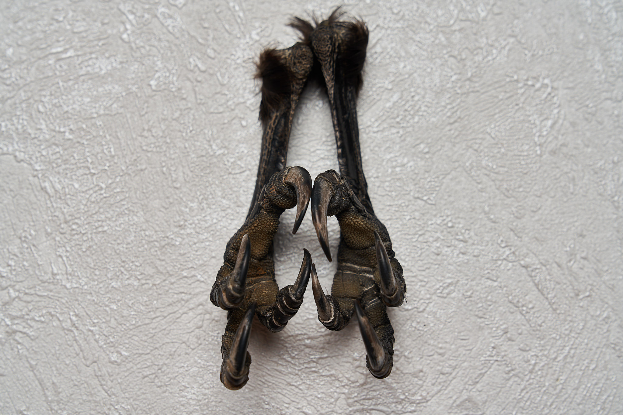 NORTHERN RAVEN TAXIDERMY BIRD FEET PAIR - NOT CROW TAXIDERMY BIRD LEGS ...
