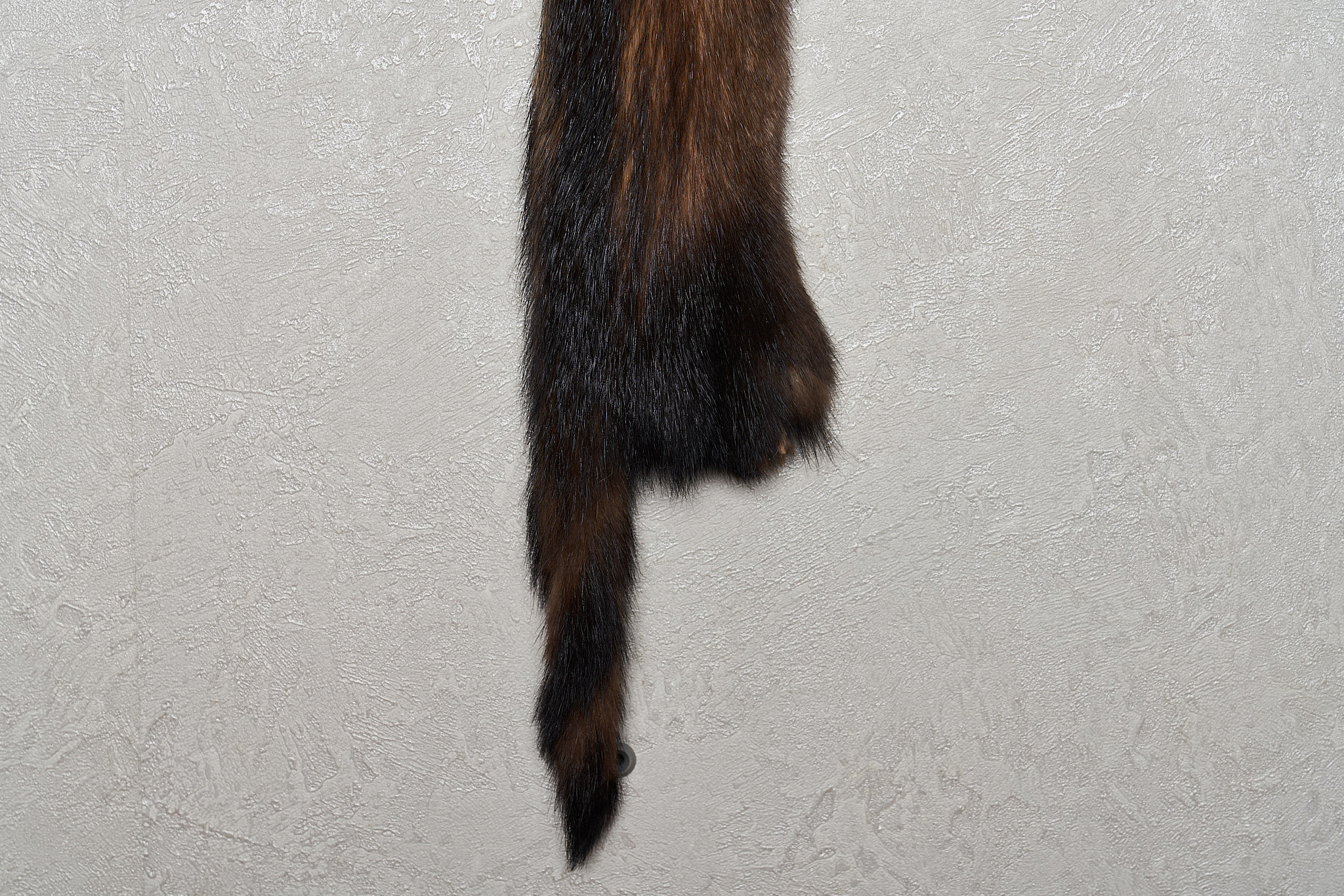 EUROPEAN POLECAT TANNED FUR PELT - FERRET, WEASEL SKIN, HIDE FOR SALE ...