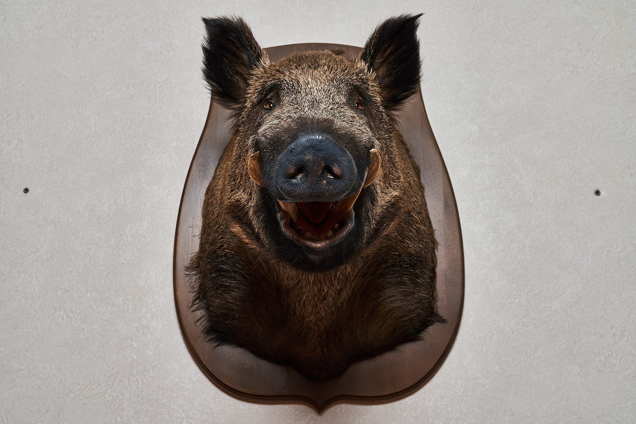 WILD BOAR TAXIDERMY HEAD SHOULDER MOUNT - WILD HOG MOUNTED, STUFFED ...