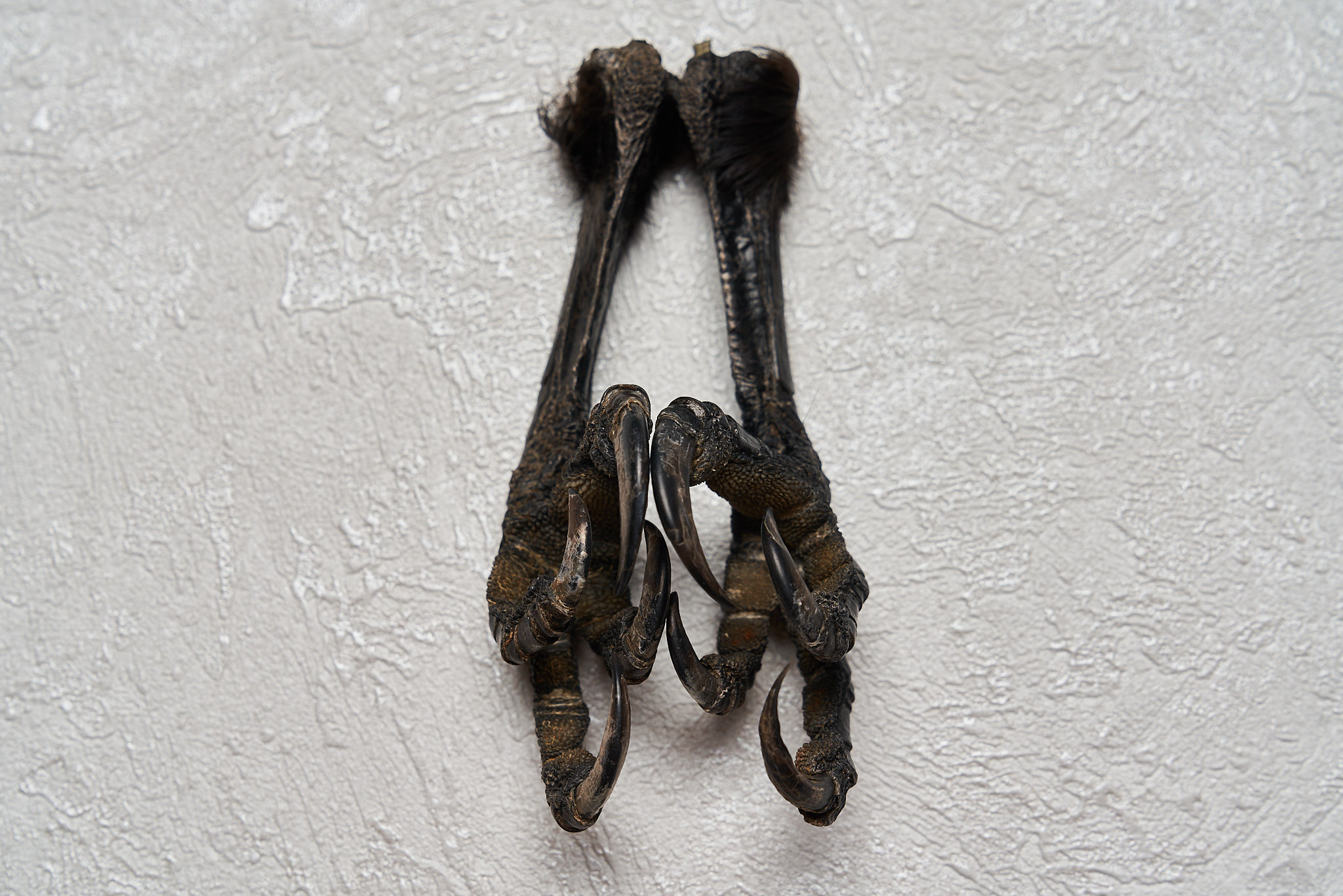 NORTHERN RAVEN TAXIDERMY BIRD FEET PAIR - NOT CROW TAXIDERMY BIRD LEGS ...
