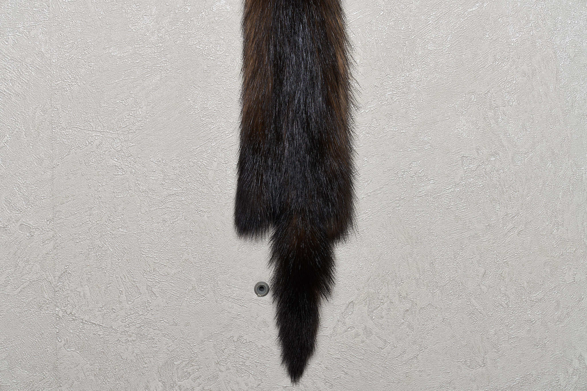 EUROPEAN POLECAT TANNED FUR PELT - FERRET, WEASEL SKIN, HIDE FOR SALE ...