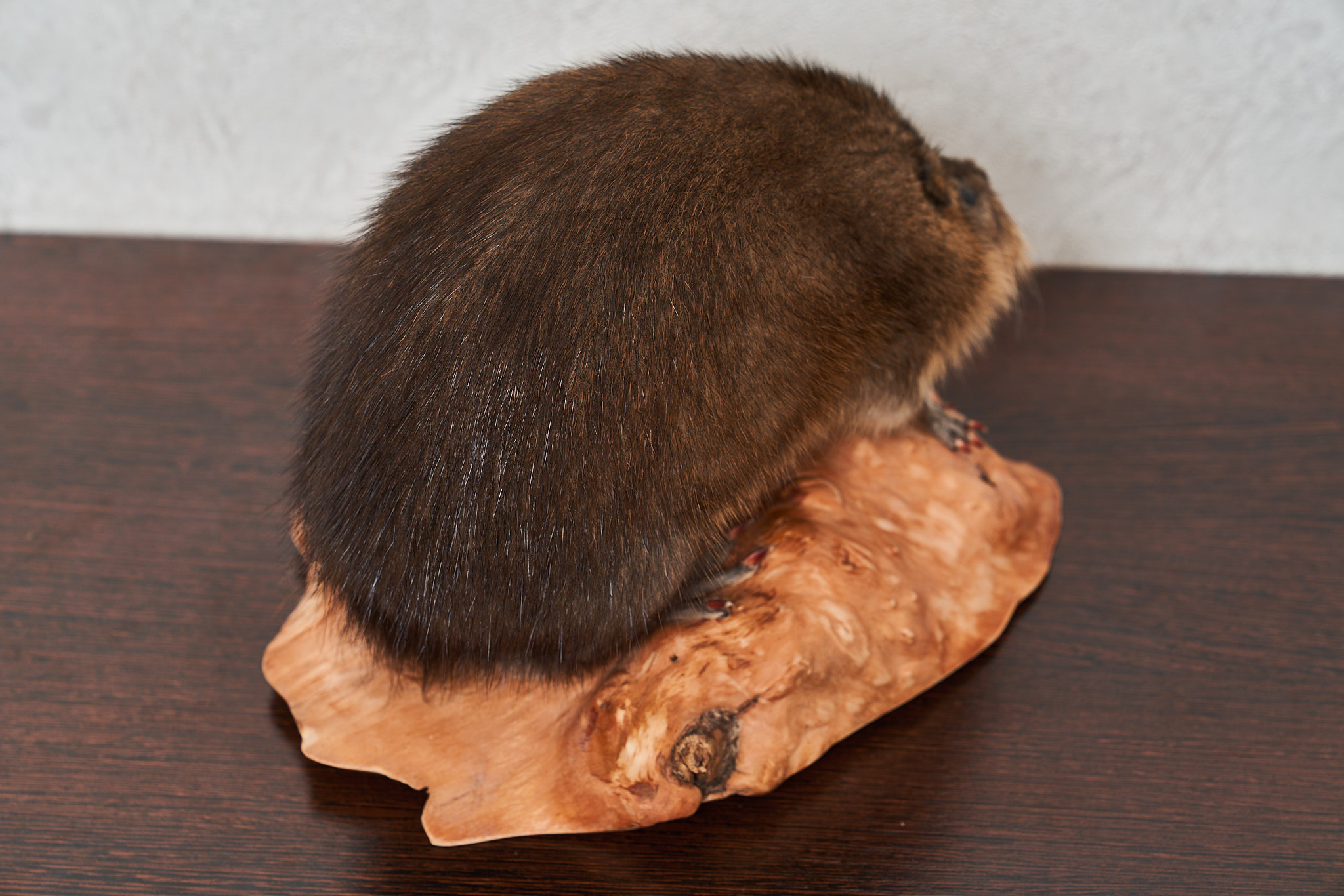 SMALL BEAVER TAXIDERMY MOUNT - MOUNTED, STUFFED ANIMALS FOR SALE - REAL ...