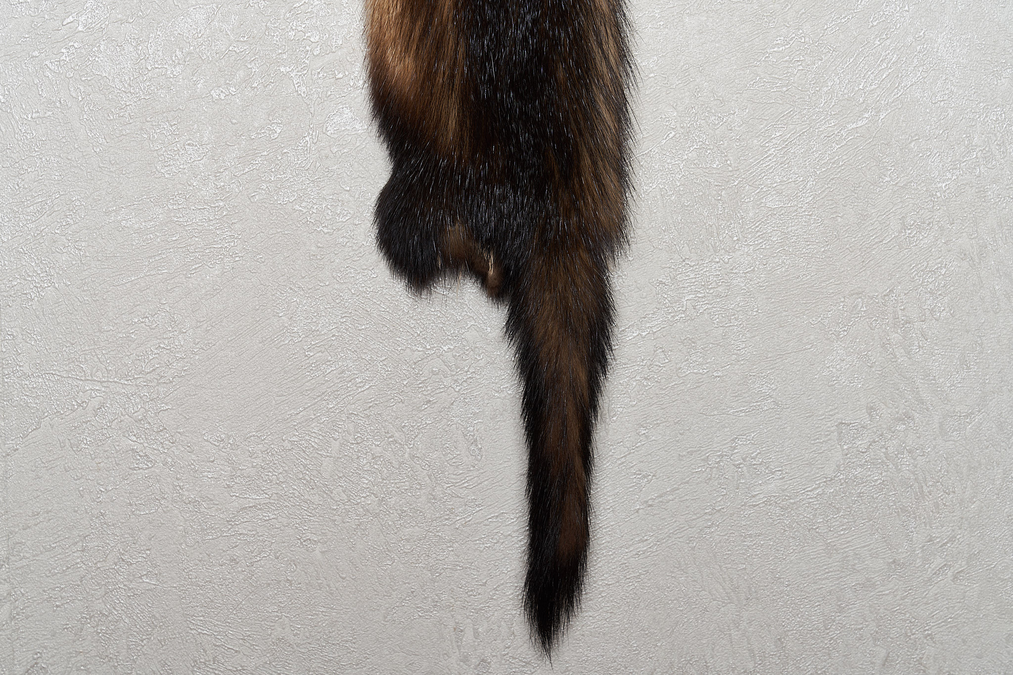 EUROPEAN POLECAT TANNED FUR PELT - FERRET, WEASEL SKIN, HIDE FOR SALE ...
