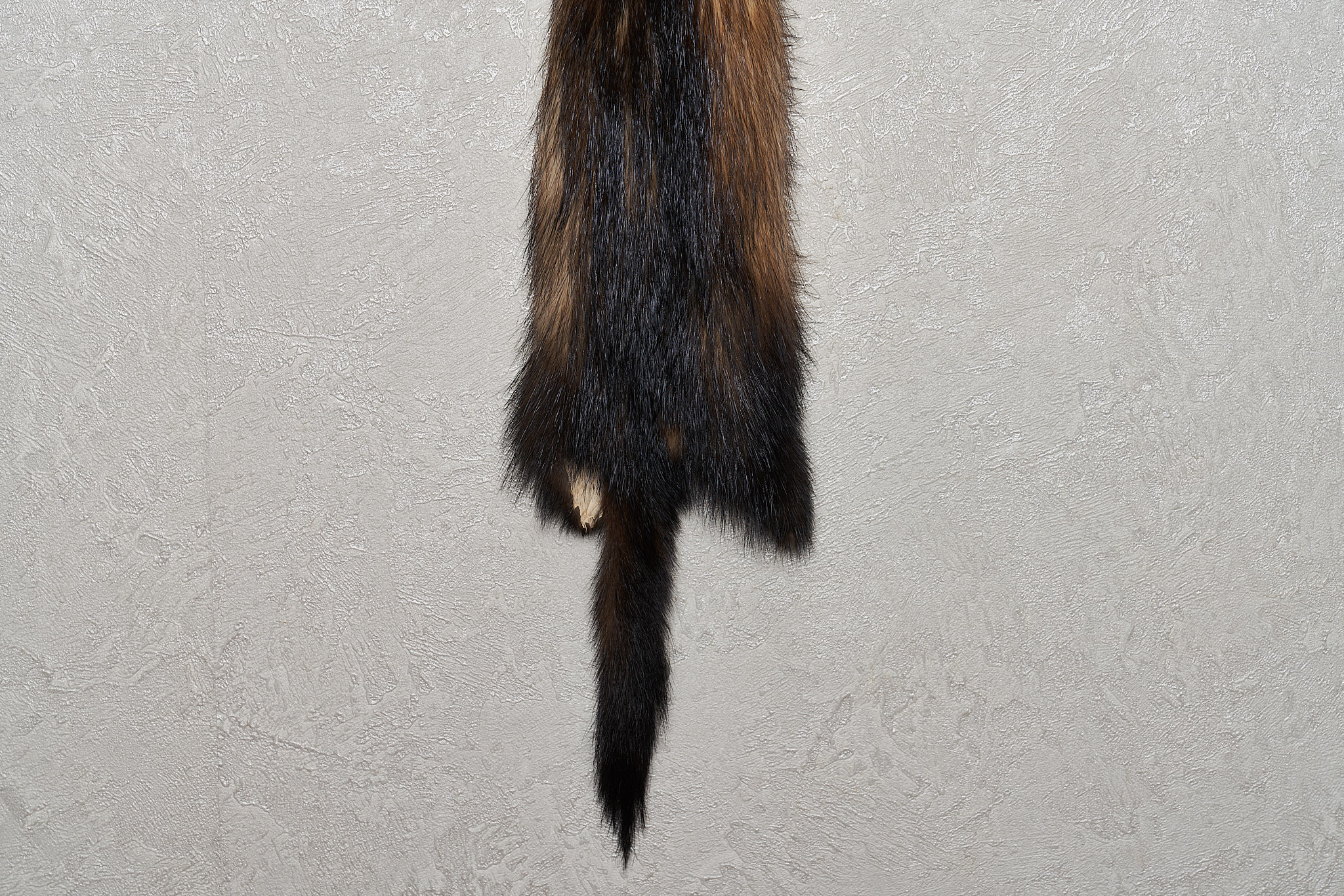 EUROPEAN POLECAT TANNED FUR PELT - FERRET, WEASEL SKIN, HIDE FOR SALE ...