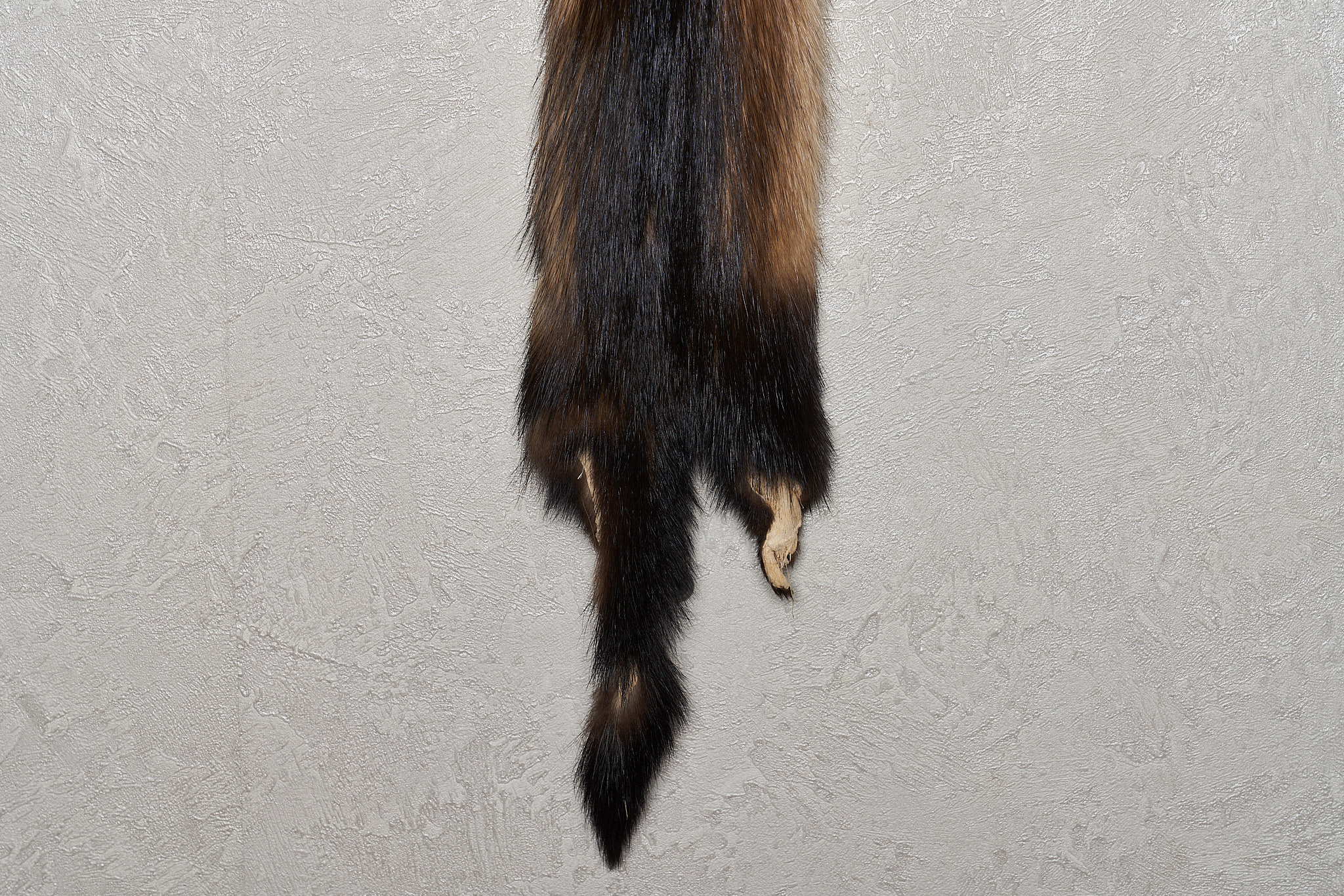 EUROPEAN POLECAT TANNED FUR PELT - FERRET, WEASEL SKIN, HIDE FOR SALE ...