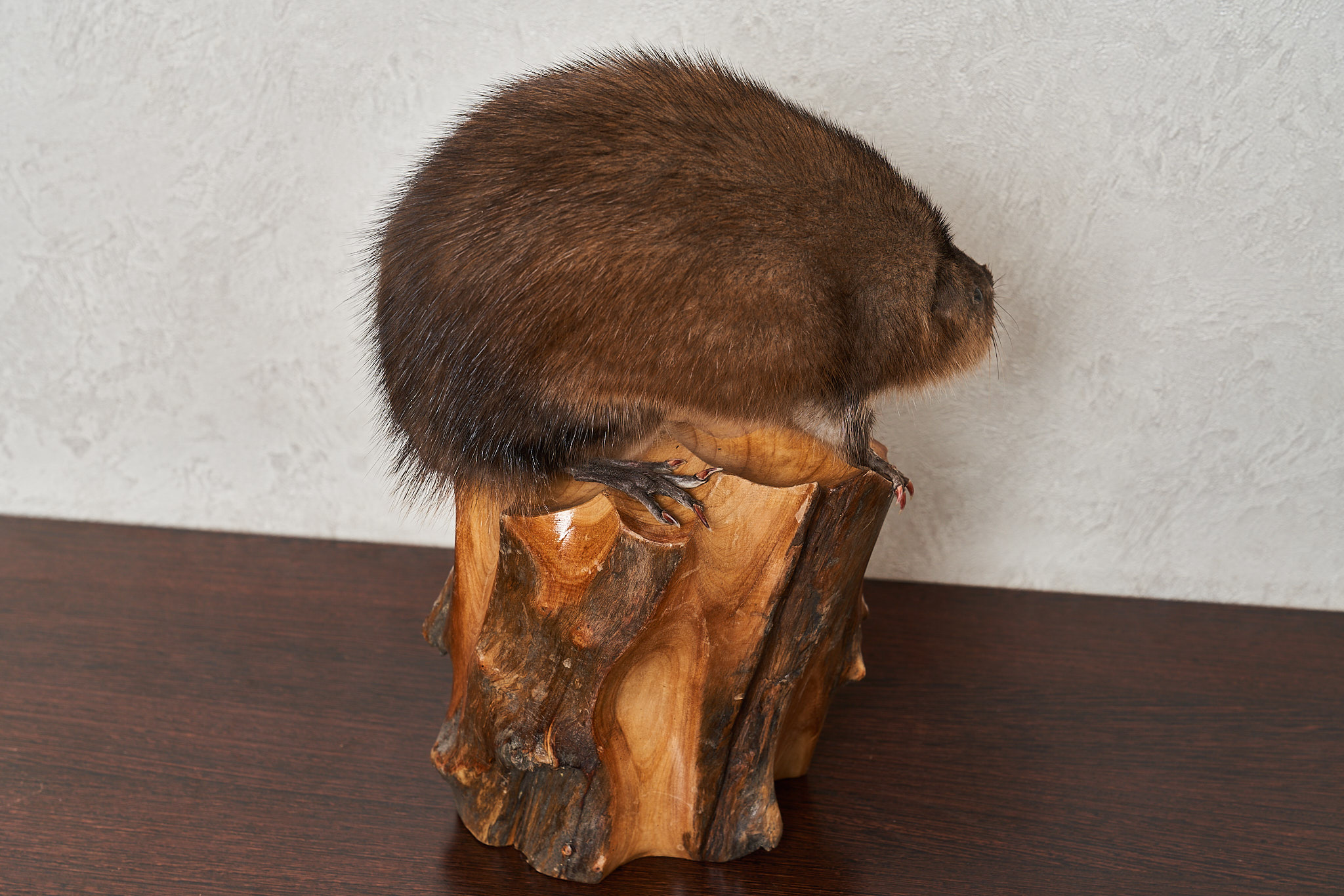 SMALL BEAVER TAXIDERMY MOUNT - MOUNTED, STUFFED ANIMALS FOR SALE - REAL ...