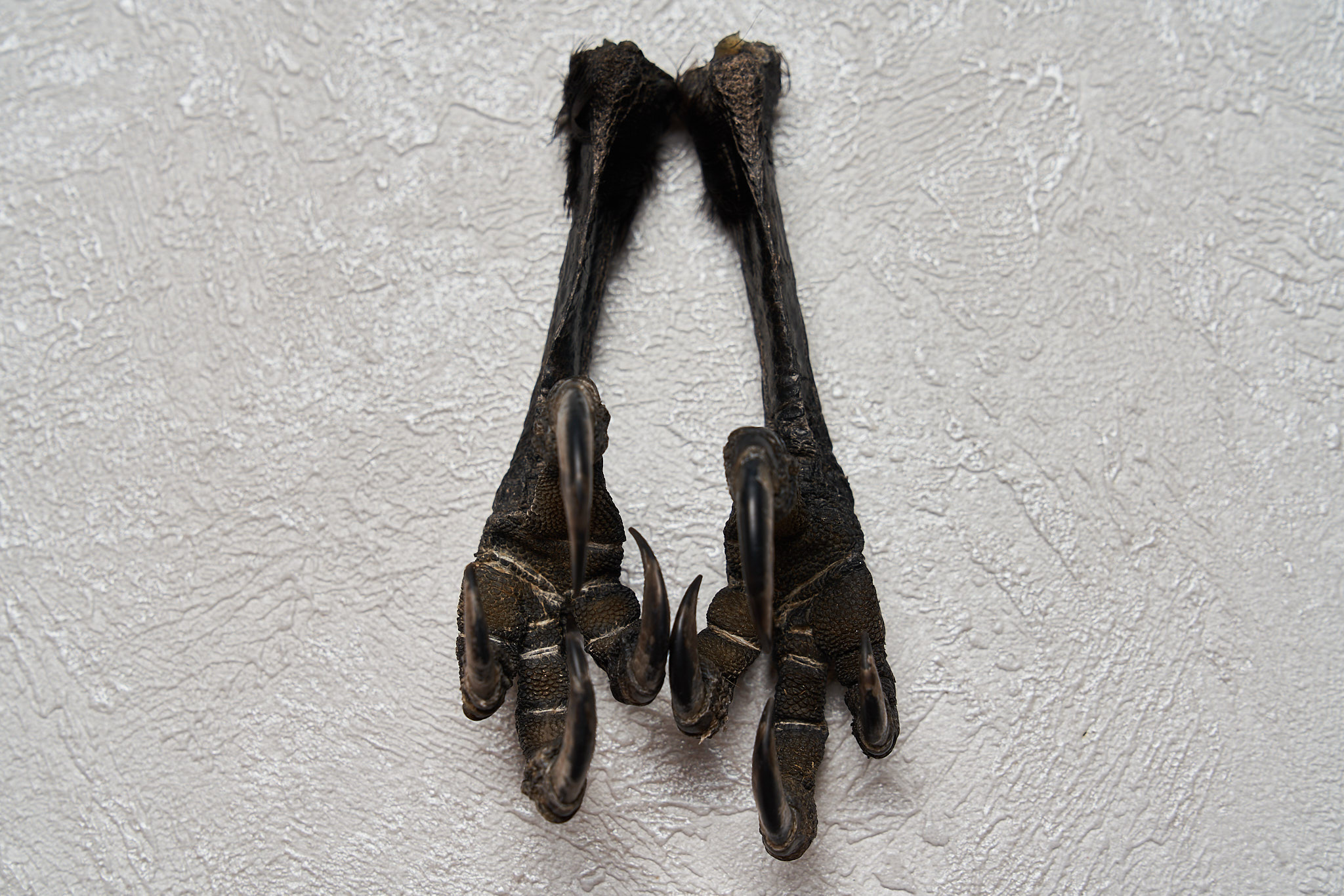 NORTHERN RAVEN TAXIDERMY BIRD FEET PAIR - NOT CROW TAXIDERMY BIRD LEGS ...