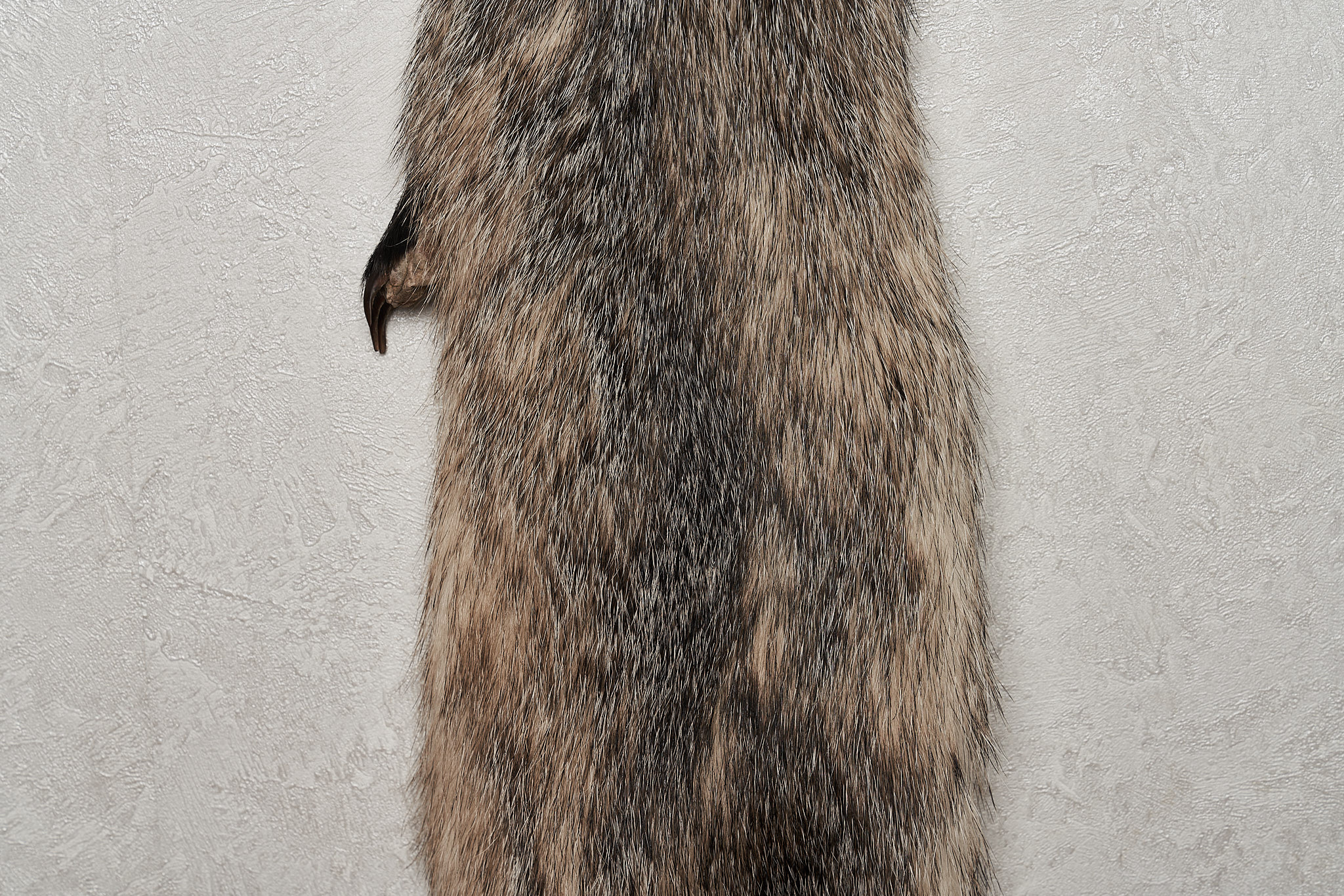 EURASIAN BADGER TAXIDERMY TANNED FUR PELT - SKIN, HIDE FOR SALE - REAL ...