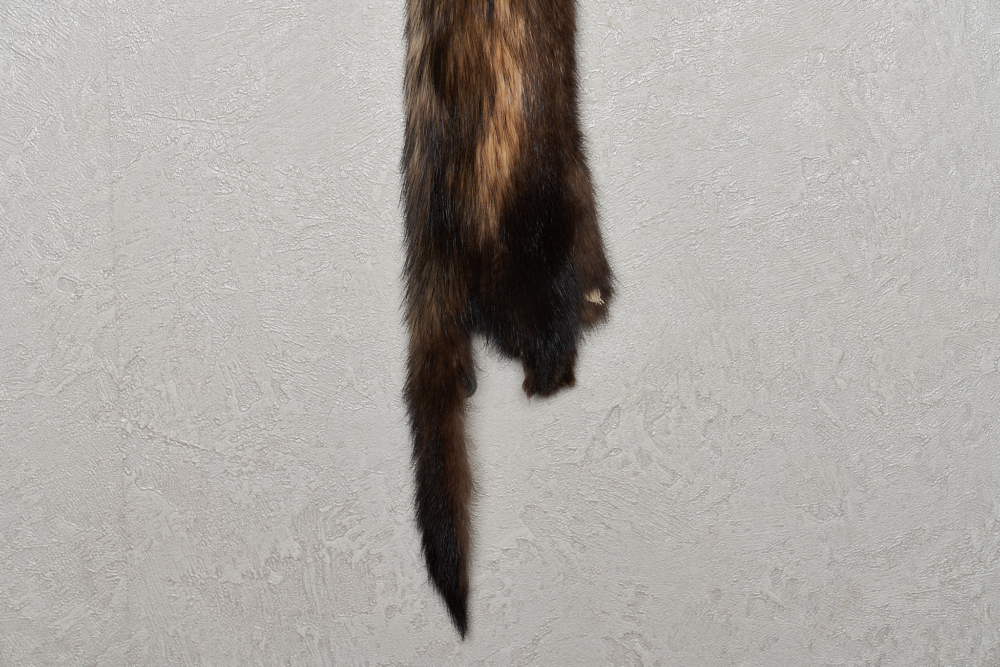 EUROPEAN POLECAT TANNED FUR PELT - FERRET, WEASEL SKIN, HIDE FOR SALE ...