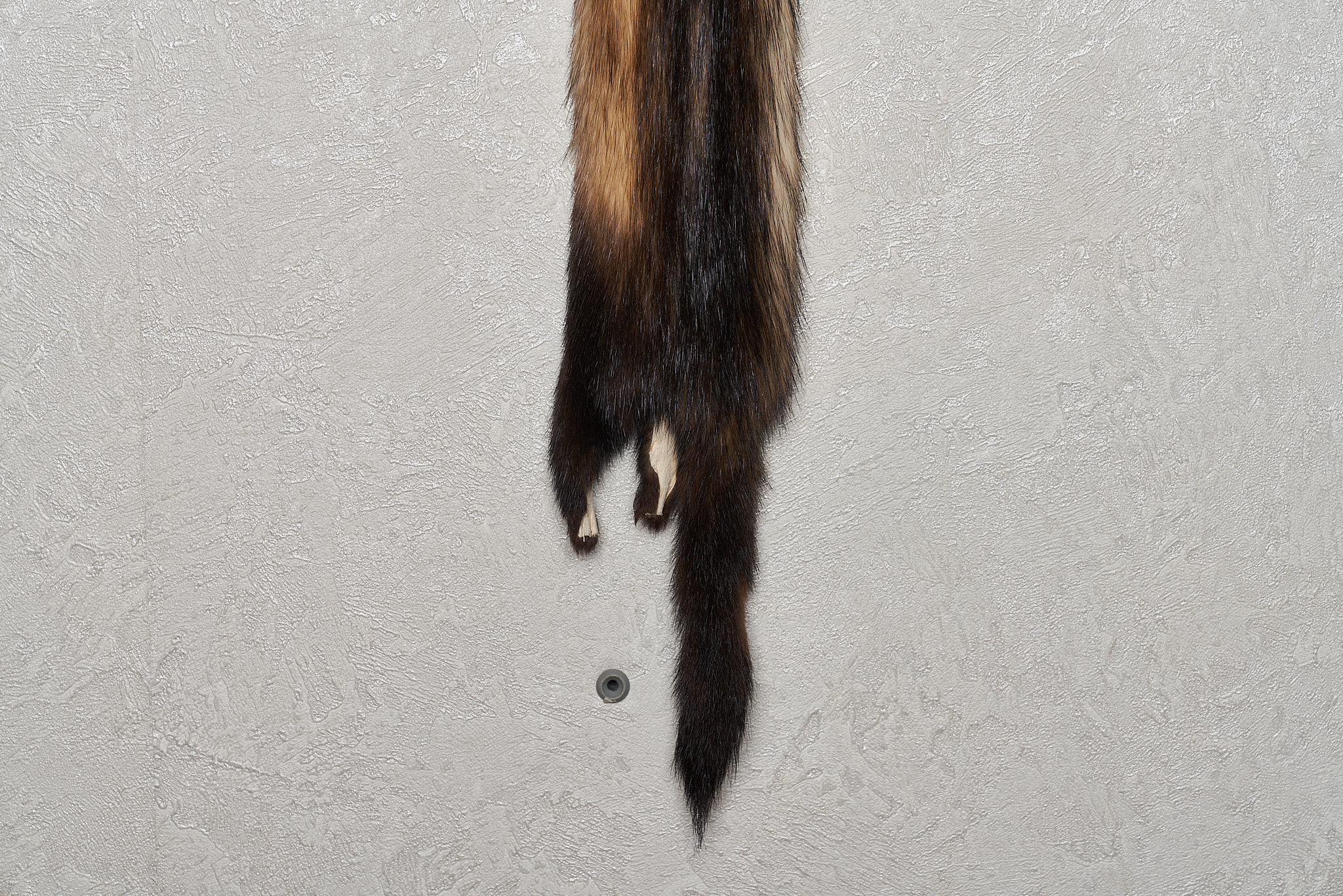 EUROPEAN POLECAT TANNED FUR PELT - FERRET, WEASEL SKIN, HIDE FOR SALE ...