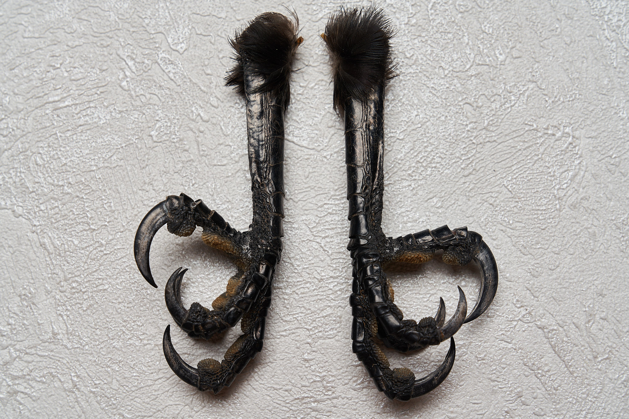 NORTHERN RAVEN TAXIDERMY BIRD FEET PAIR - NOT CROW TAXIDERMY BIRD LEGS ...