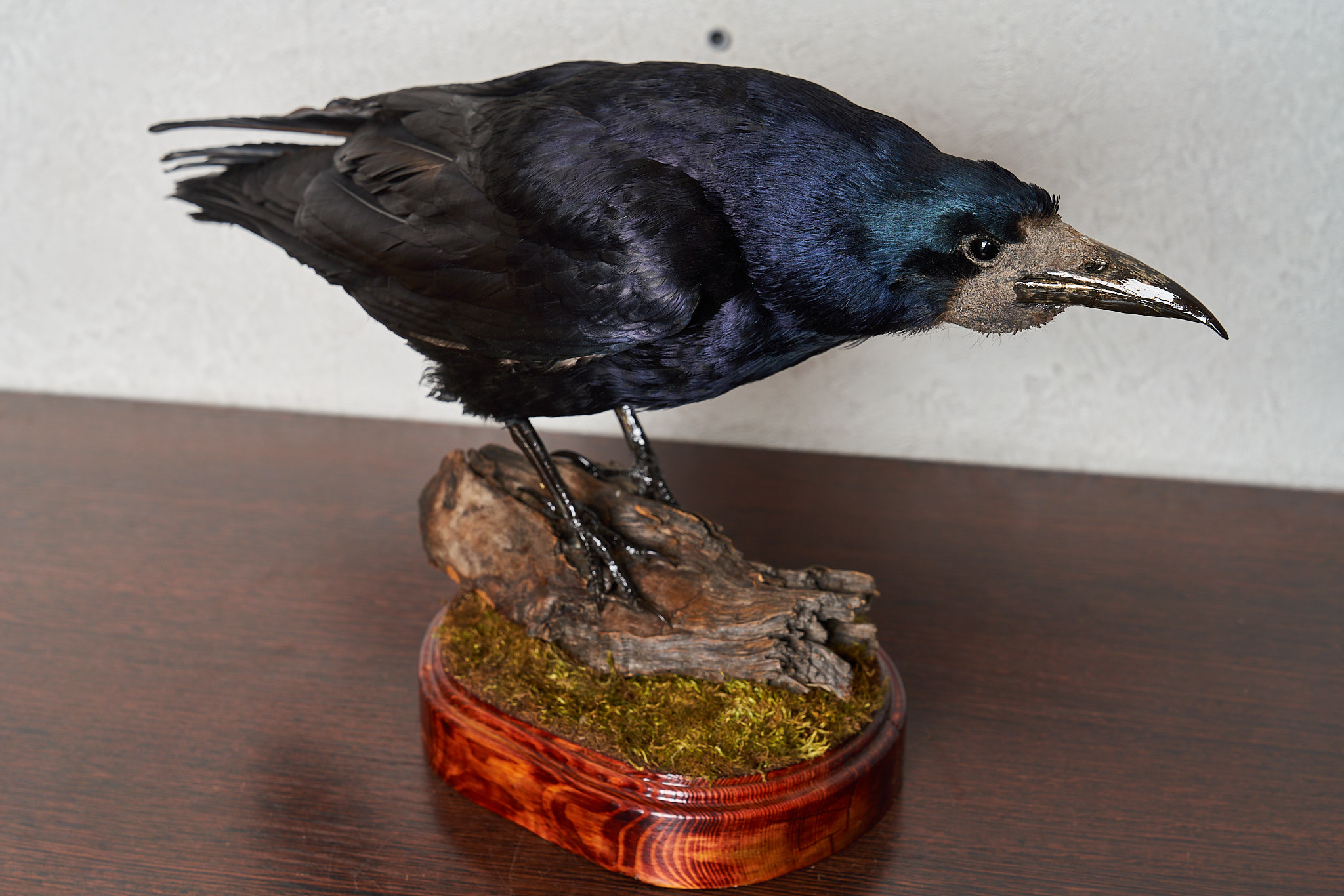 ROOK TAXIDERMY BIRD MOUNT - CROW FAMILY MOUNTED, STUFFED BIRDS FOR SALE ...