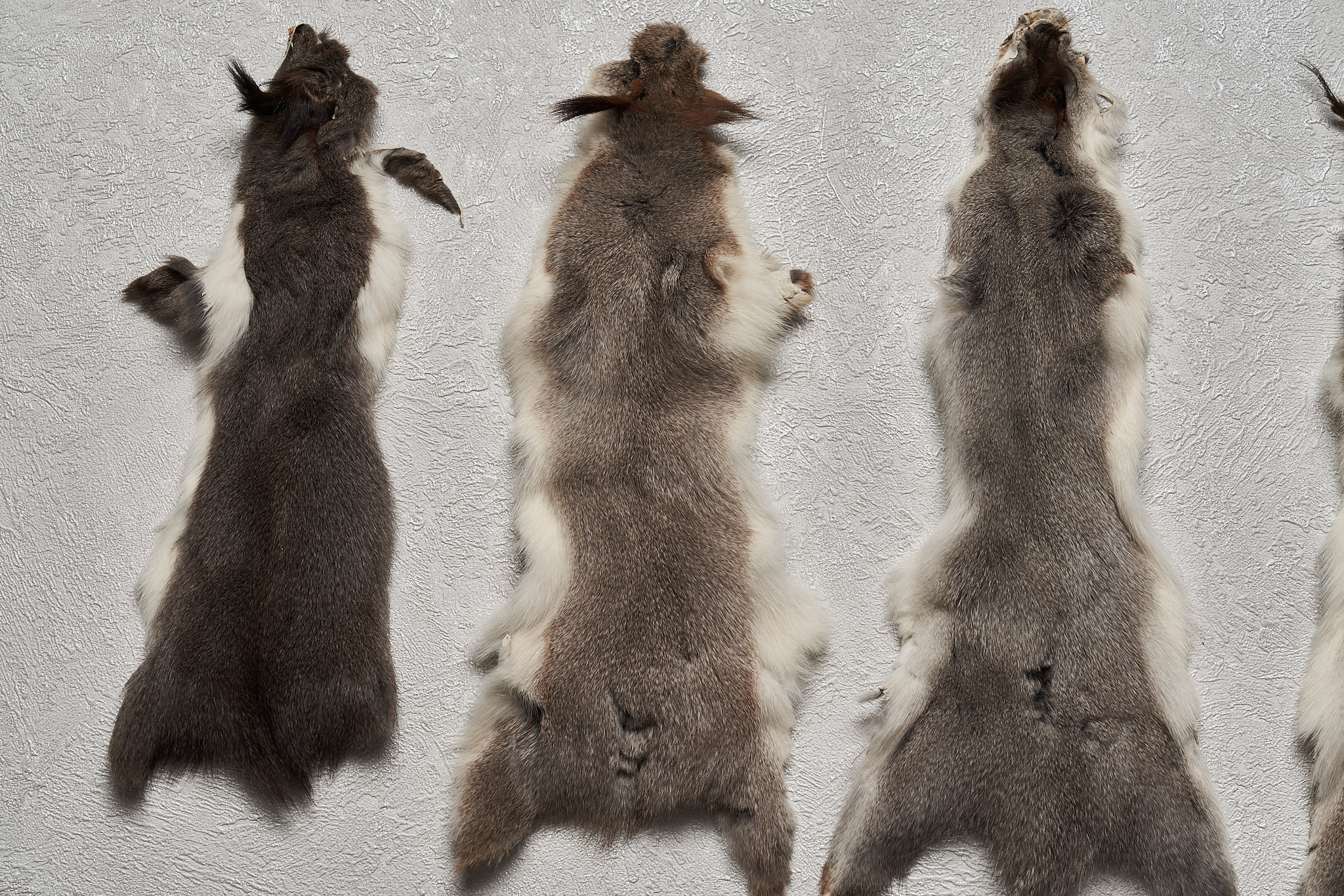 GRAY SQUIRREL LOT OF 5 TANNED FUR PELTS - GREY SQUIRREL SKIN, HIDE FOR ...