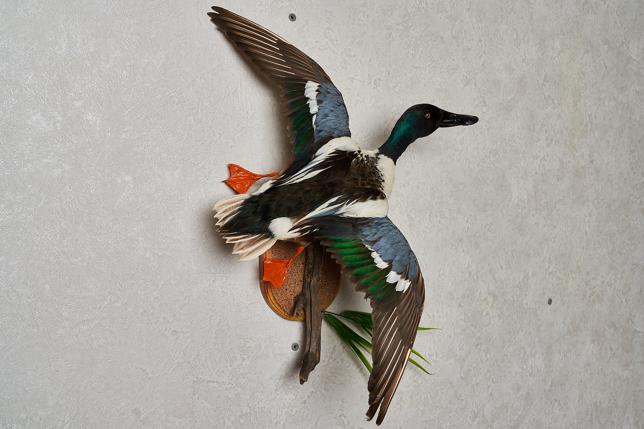 NORTHERN SHOVELER DUCK TAXIDERMY BIRD MOUNT - DUCK, WATERFOWL MOUNTED ...