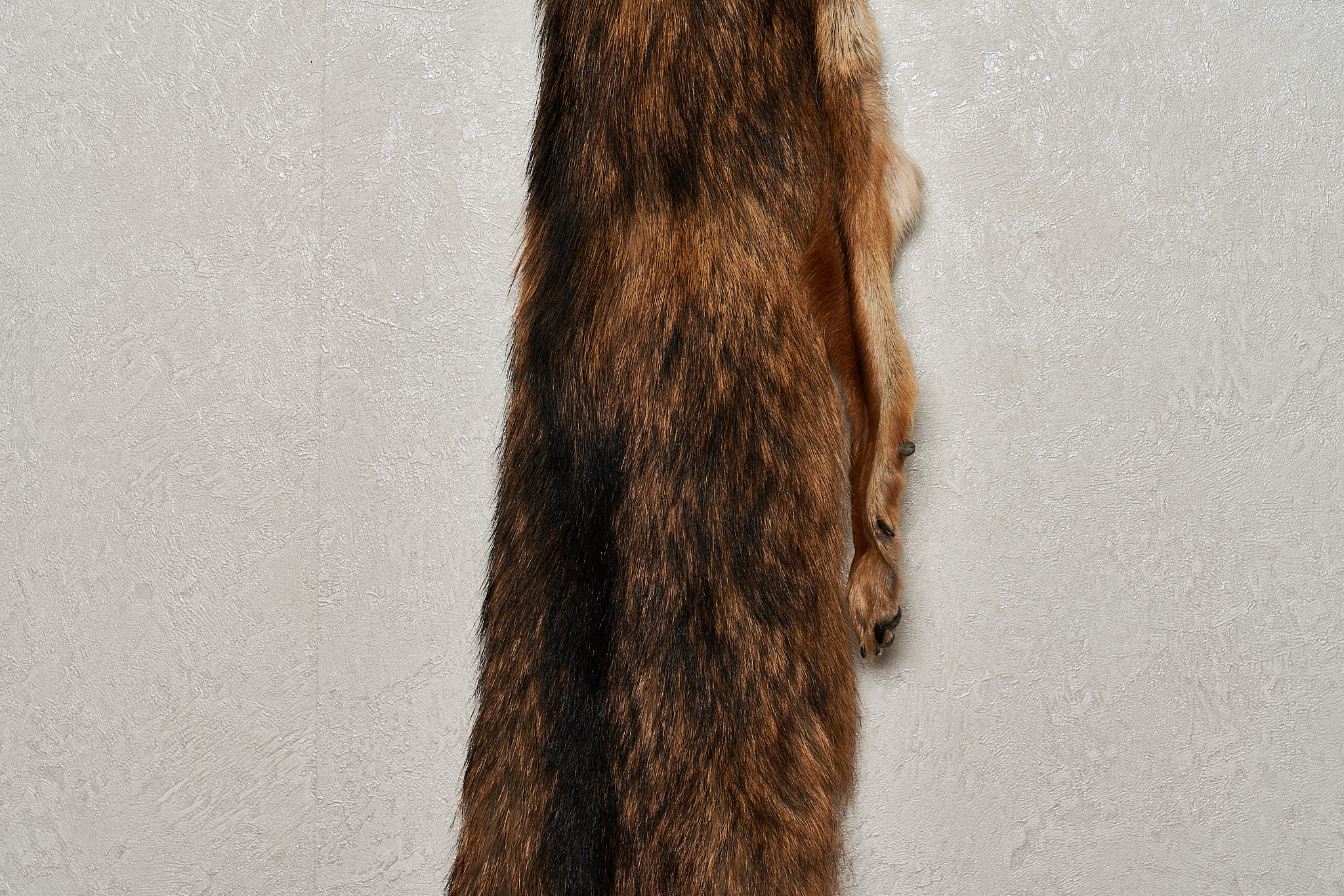 GOLDEN JACKAL TAXIDERMY TANNED FUR PELT - COYOTE SKIN, HIDE FOR SALE ...