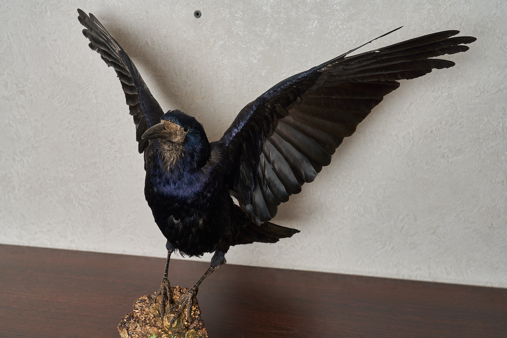 ROOK TAXIDERMY BIRD MOUNT - CROW FAMILY MOUNTED, STUFFED BIRDS FOR SALE ...