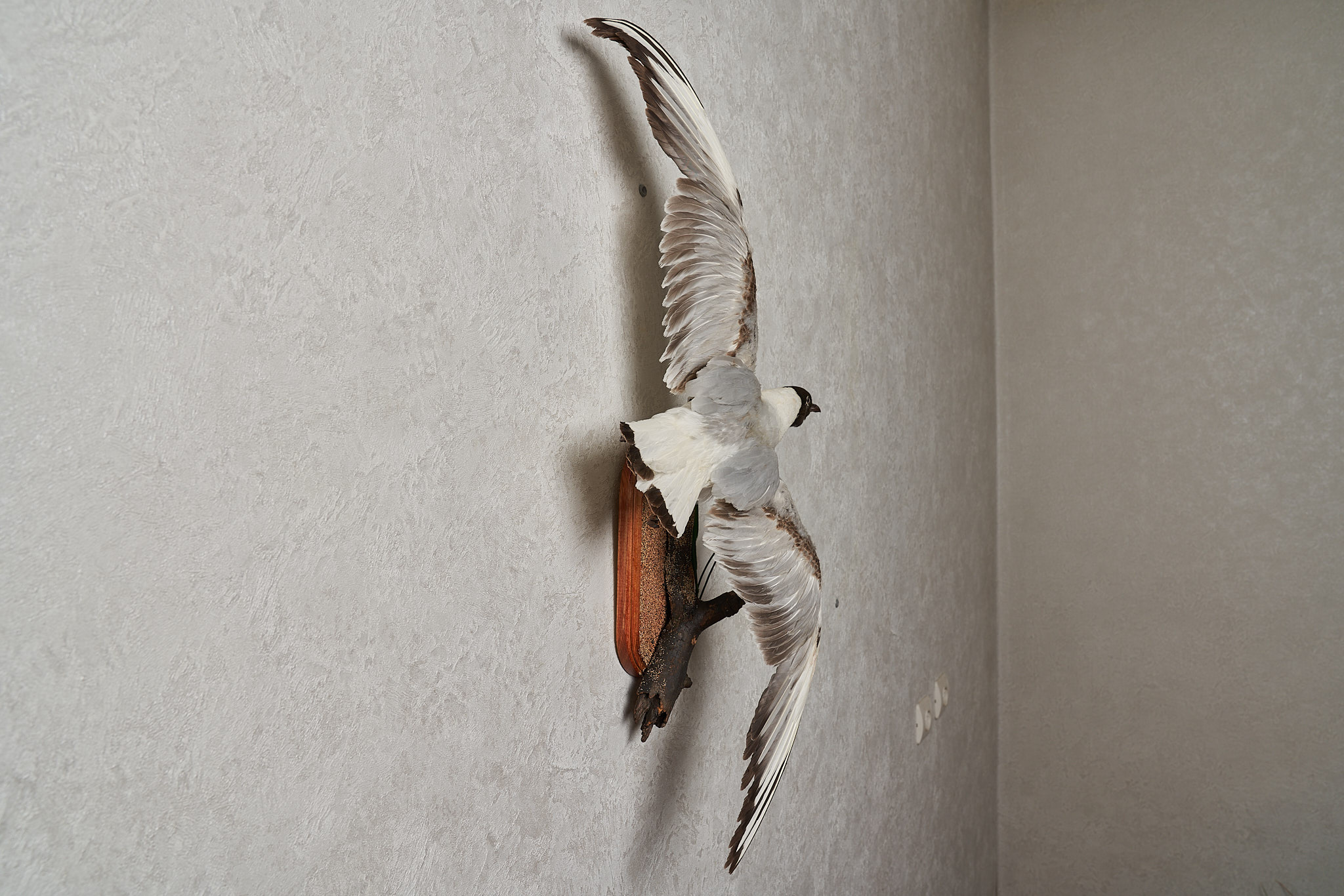 GULL TAXIDERMY BIRD MOUNT - MOUNTED, STUFFED BIRDS FOR SALE - REAL ...