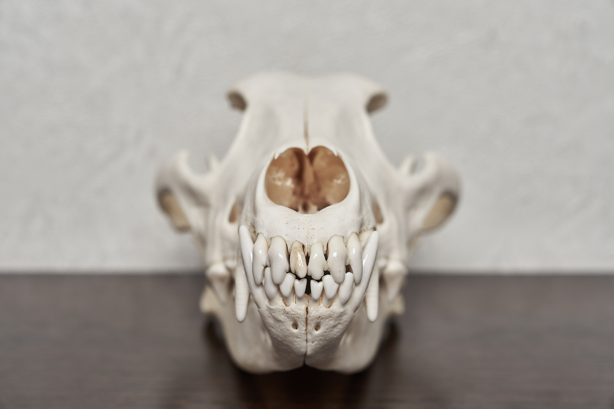 SIBERIAN GRAY WOLF TAXIDERMY SKULL - GREY WOLF CLEANED SKULL, JAWS ...