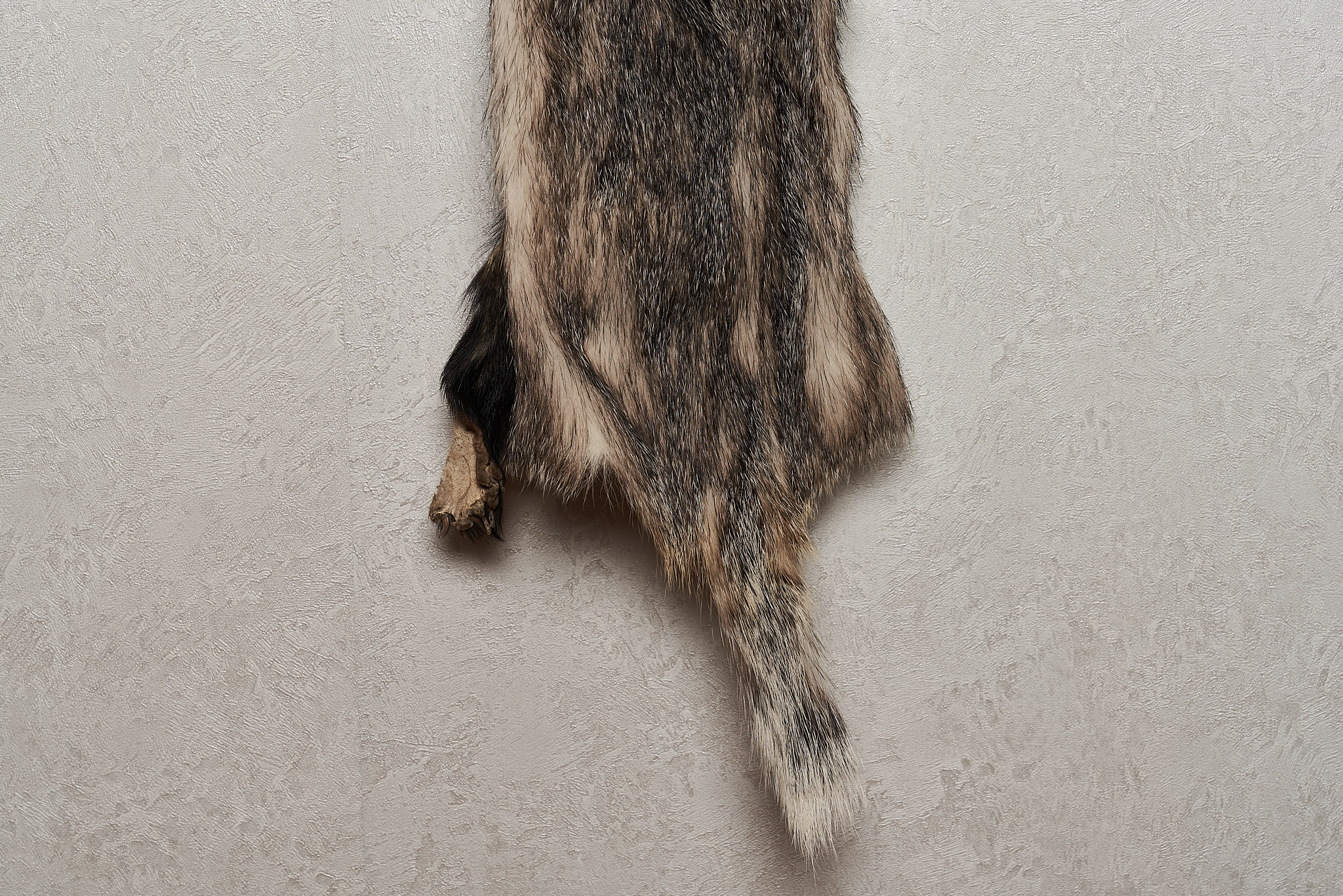 EURASIAN BADGER TAXIDERMY TANNED FUR PELT - SKIN, HIDE FOR SALE - REAL ...
