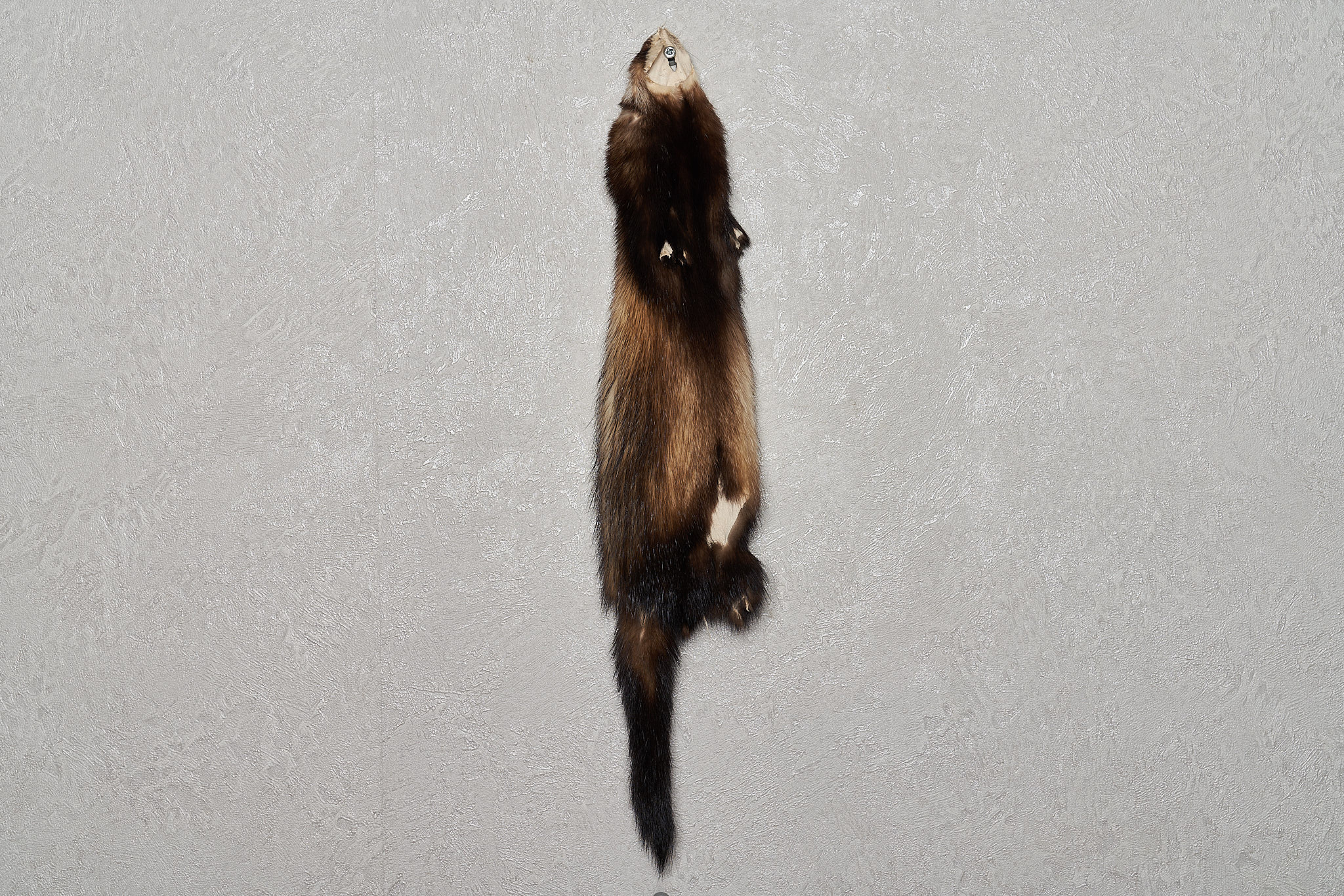 EUROPEAN POLECAT TANNED FUR PELT - FERRET, WEASEL SKIN, HIDE FOR SALE ...