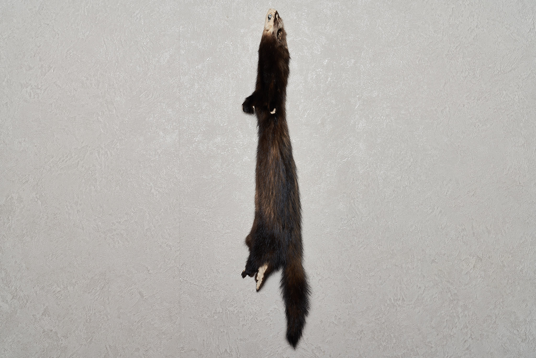 EUROPEAN POLECAT TANNED FUR PELT - FERRET, WEASEL SKIN, HIDE FOR SALE ...