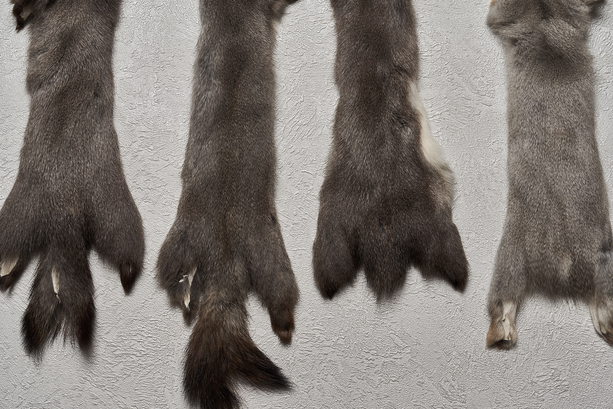 GRAY SQUIRREL LOT OF 4 TANNED FUR PELTS - GREY SQUIRREL SKIN, HIDE FOR ...