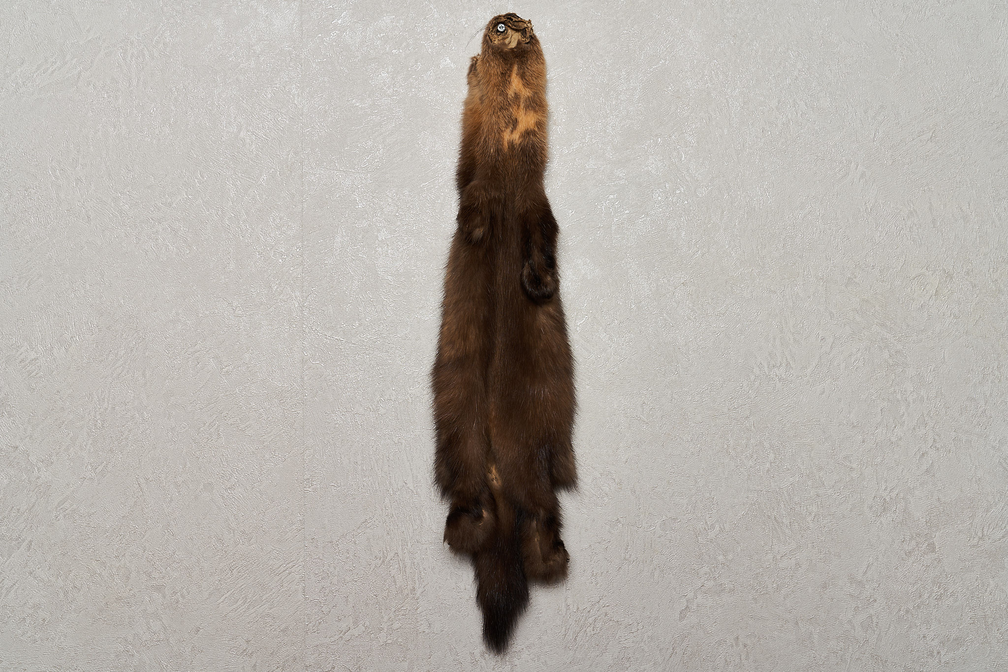 RUSSIAN SABLE TANNED FUR PELT - FISHER, MARTEN SKIN, HIDE FOR SALE ...