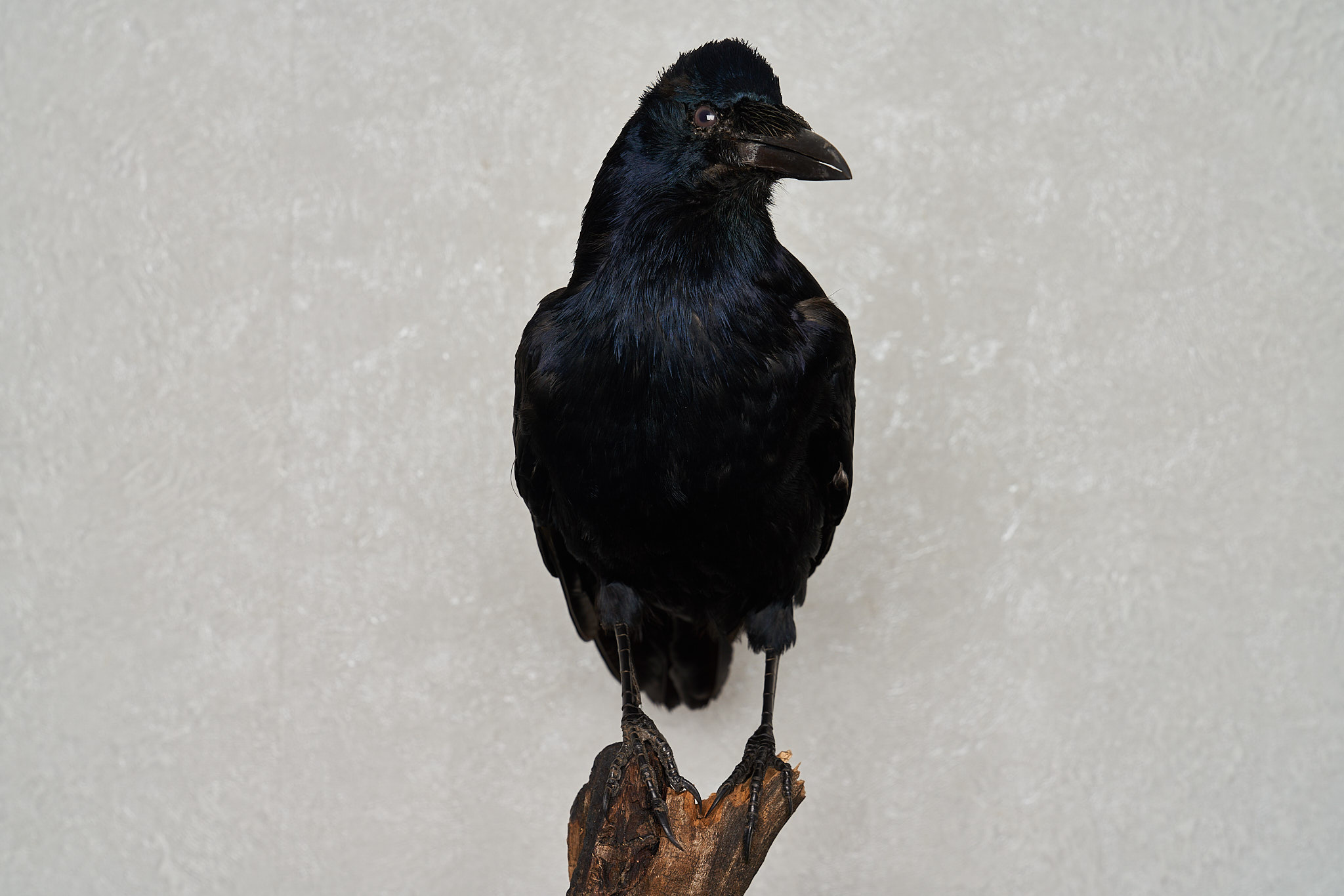 CARRION CROW TAXIDERMY BIRD MOUNT - NOT RAVEN MOUNTED, STUFFED BIRDS ...