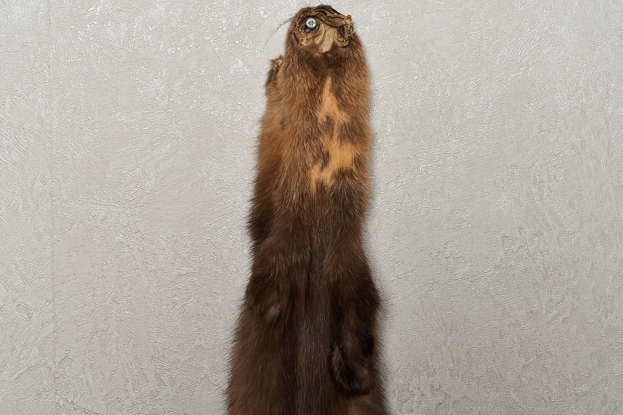 RUSSIAN SABLE TANNED FUR PELT - FISHER, MARTEN SKIN, HIDE FOR SALE ...